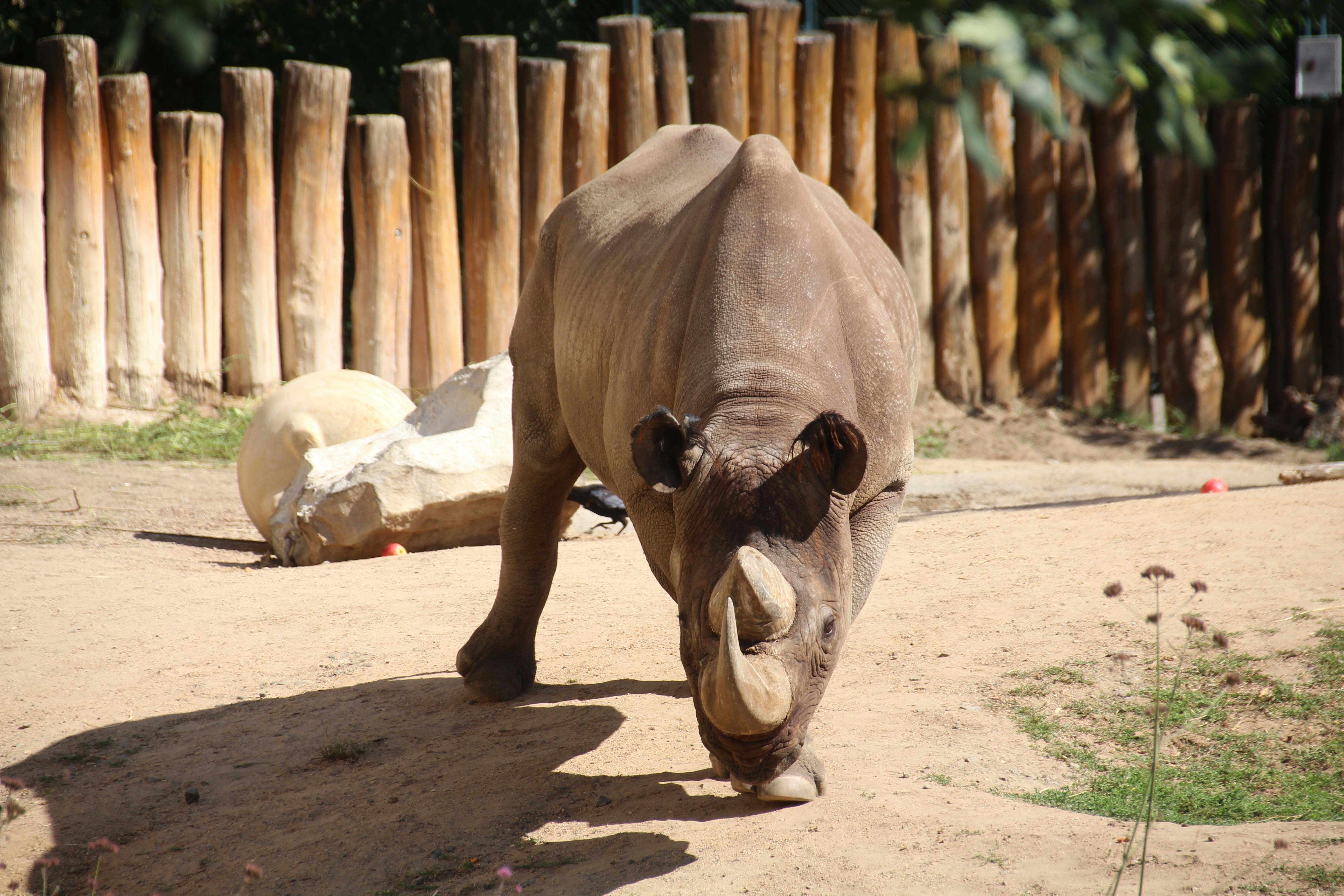 Rhino Gaze at the Barrier: Sunlit Zoo Moment