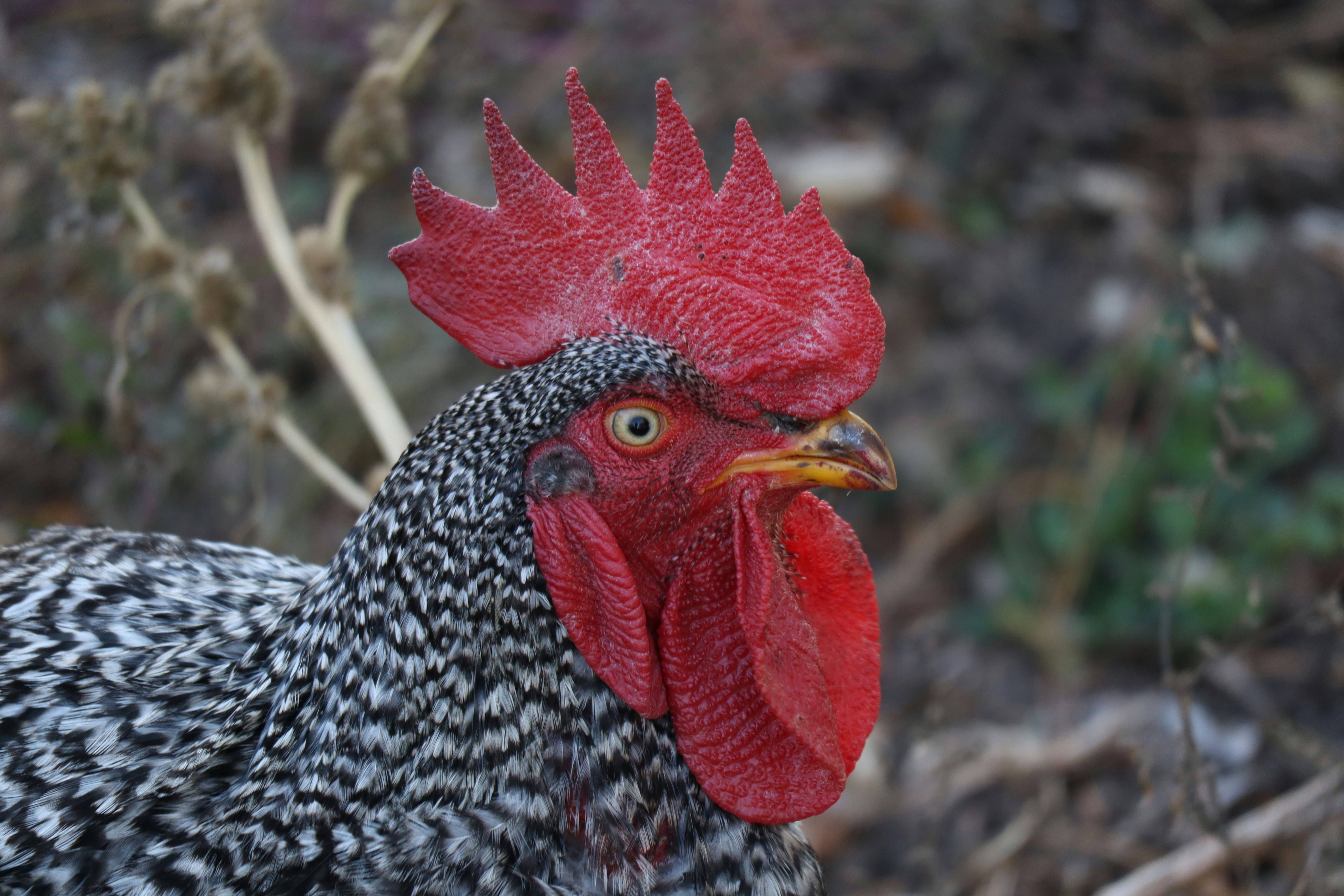 Black and white chicken head photo – Free Chicken Image on Unsplash