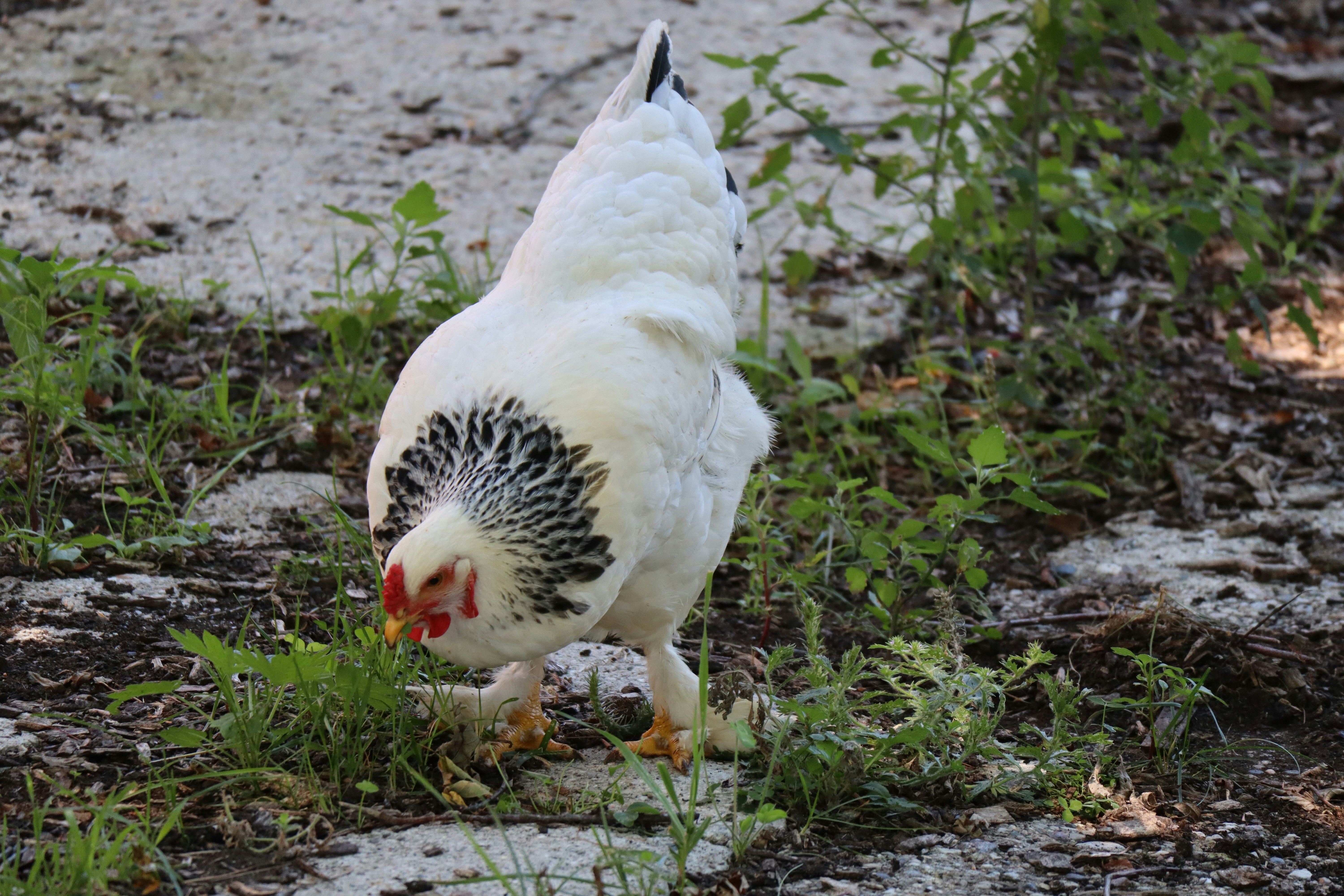 White hen with distinctive black speckled neck pecking at the ground among green foliage. A glimpse into rural life.
