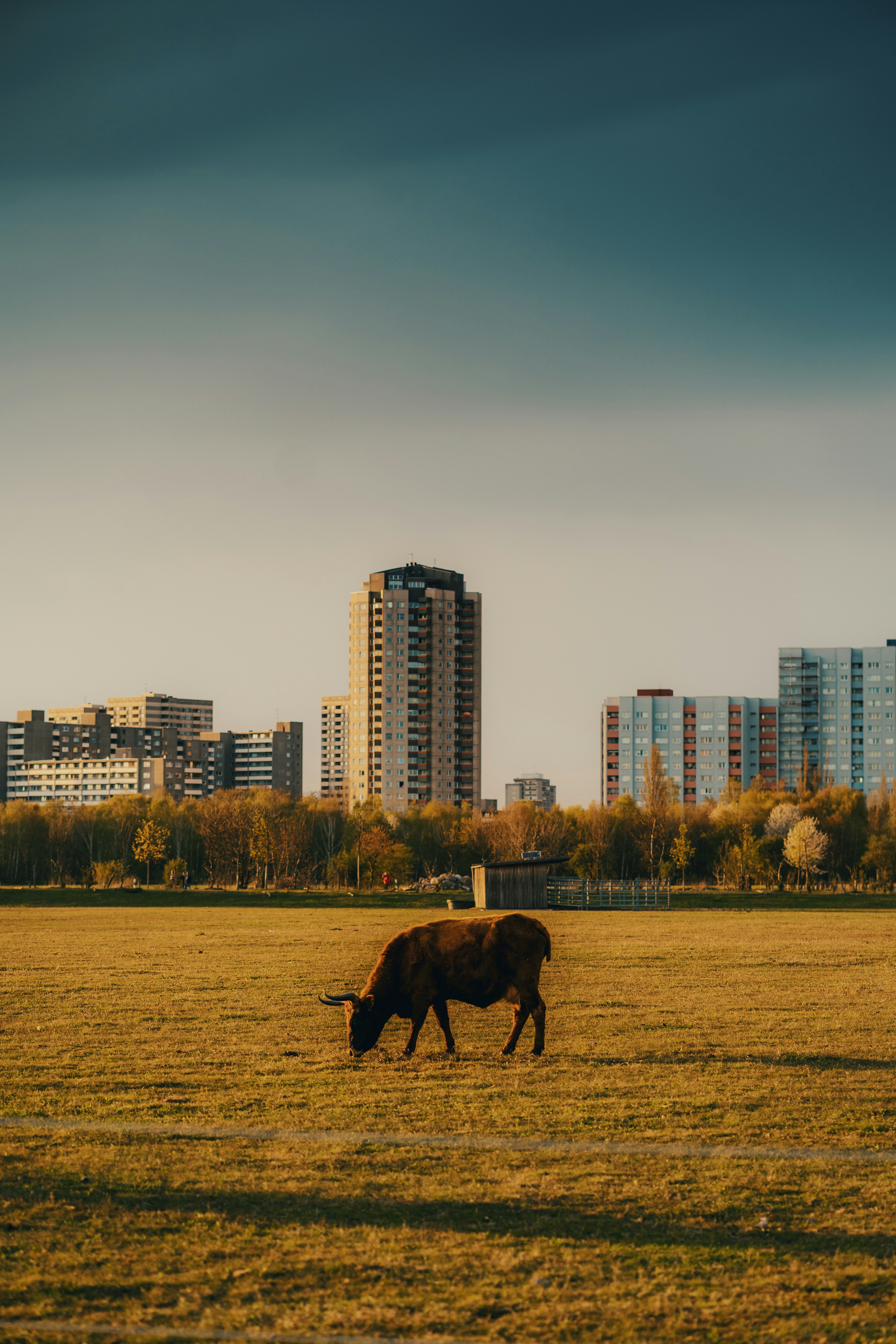 Highland cow grazing peacefully in a sprawling field with modern city skyline in the background. The scene blends rural tranquility with urban life.
