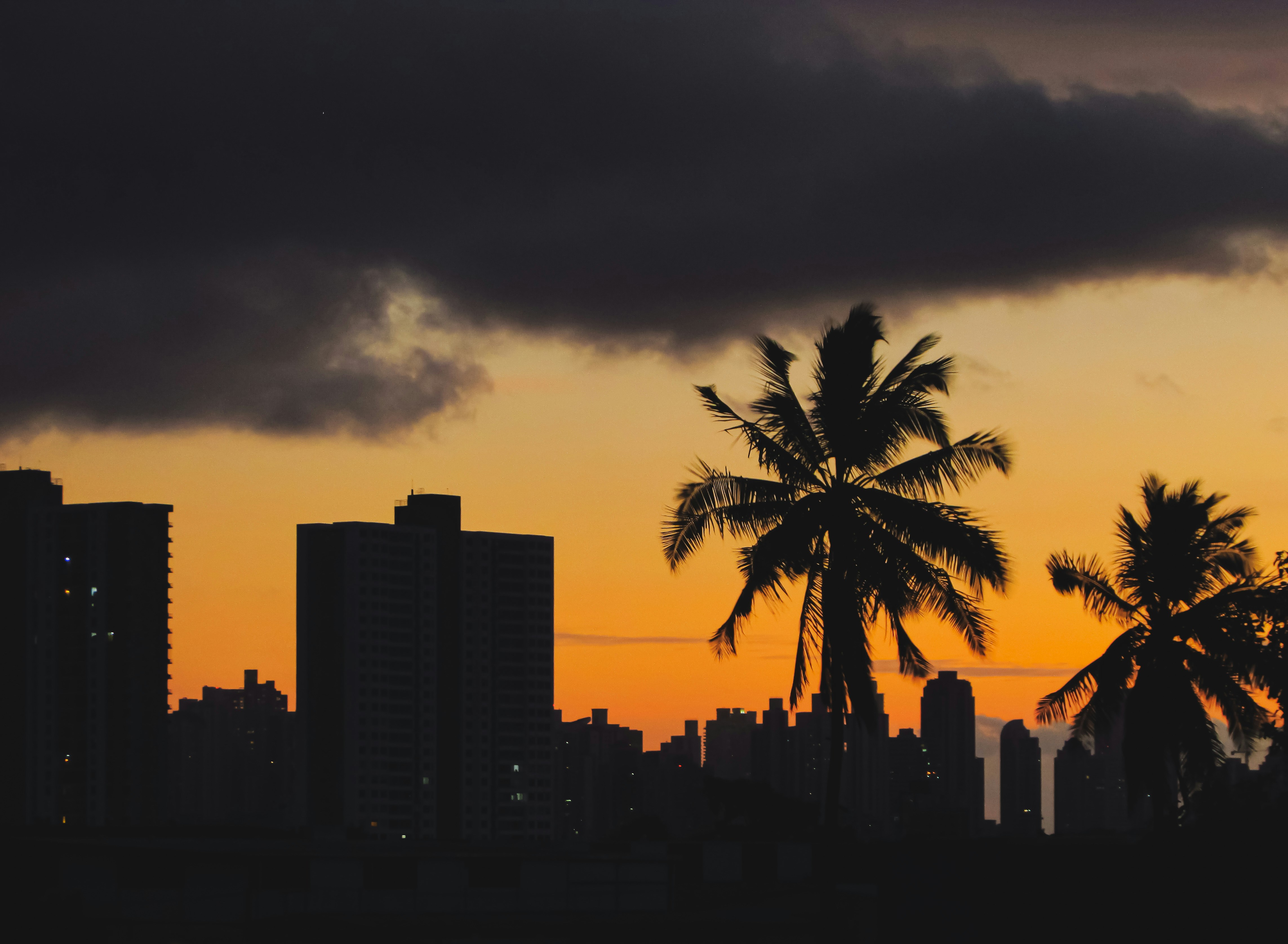 Silhouetted palm trees and skyscrapers create a striking contrast against a vibrant sunset sky, highlighting the blend of nature and urban life.