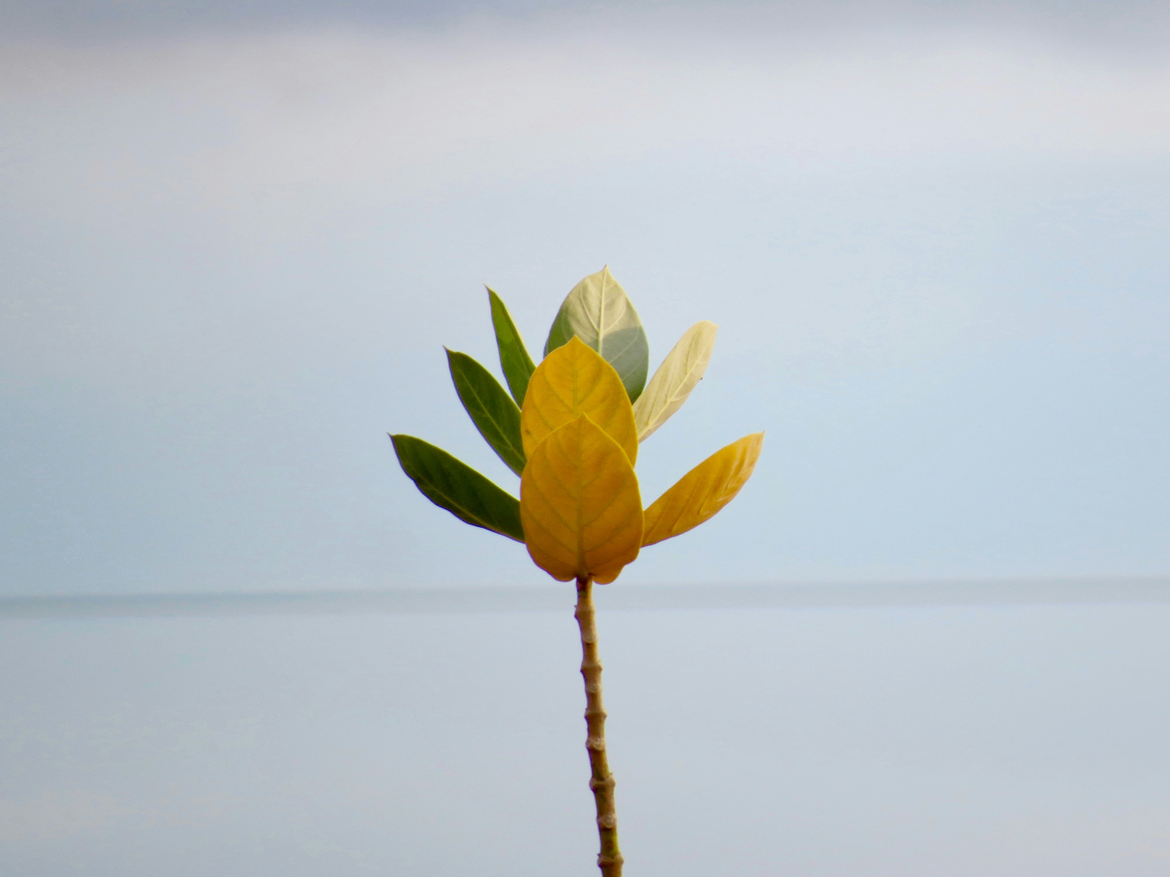 A single stem adorned with vibrant leaves in varying shades of green and yellow against a soft, blurred background. The scene captures the essence of growth and renewal.