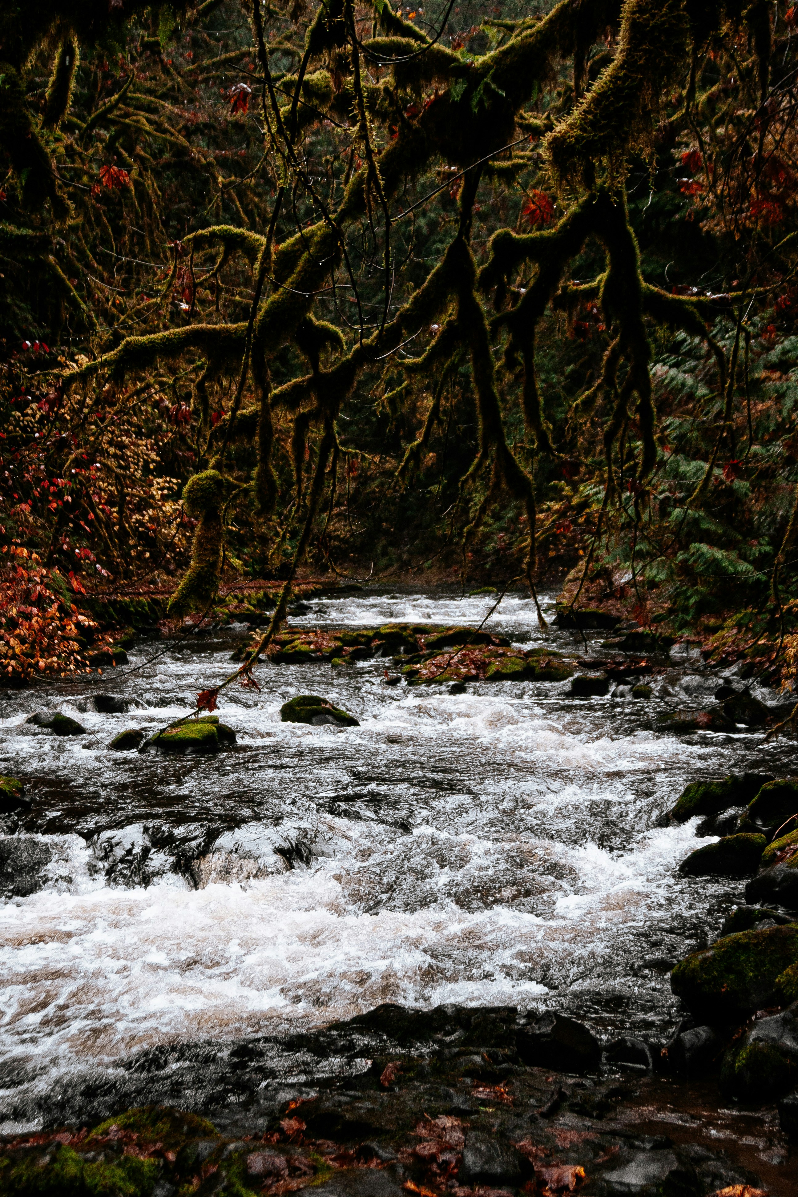 Foto Río en medio del bosque – Imagen Al aire libre gratis en Unsplash