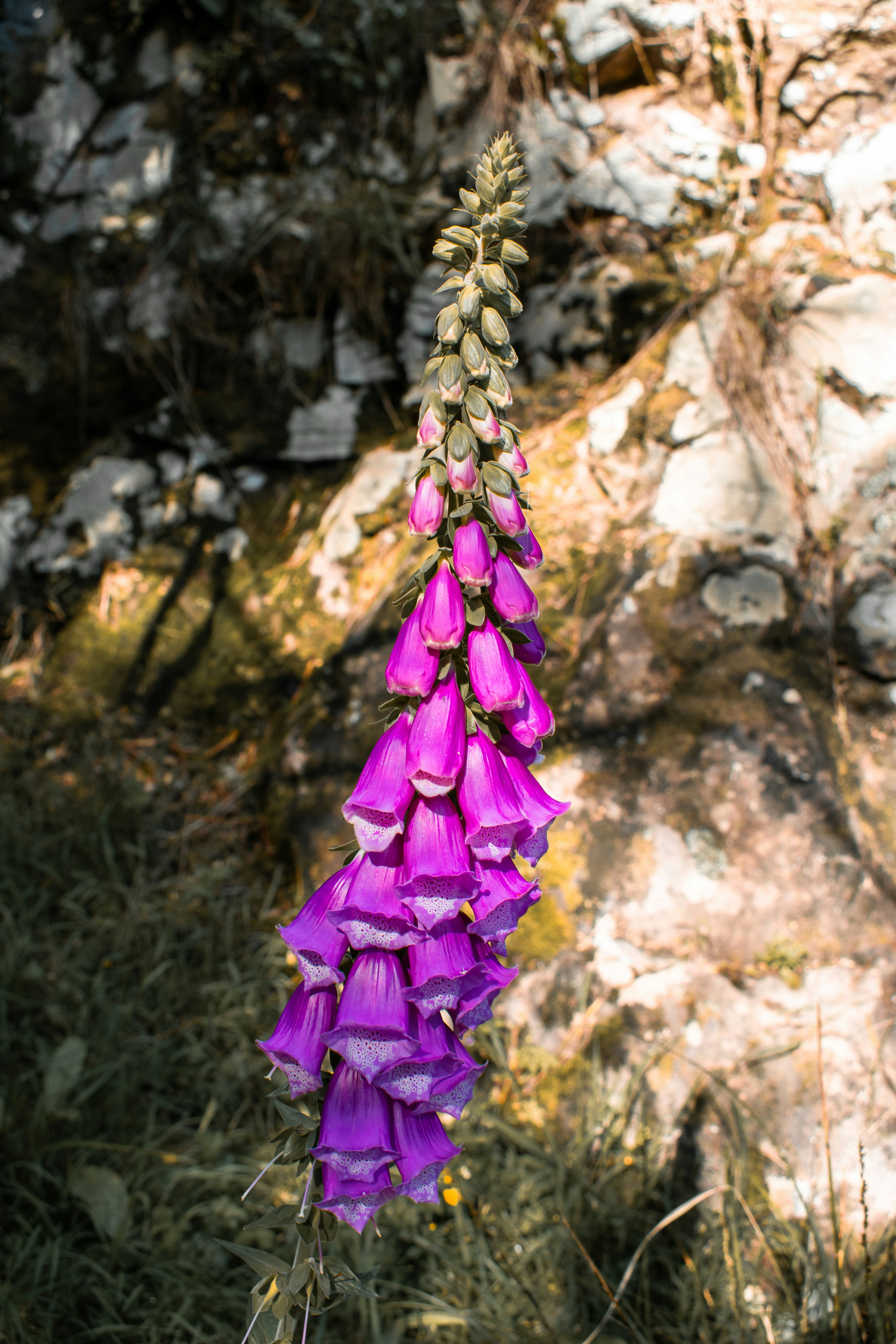 A tall foxglove flower stands gracefully against a rocky backdrop, showcasing its vibrant purple blooms. The interplay of light and shadow enhances the floral details.