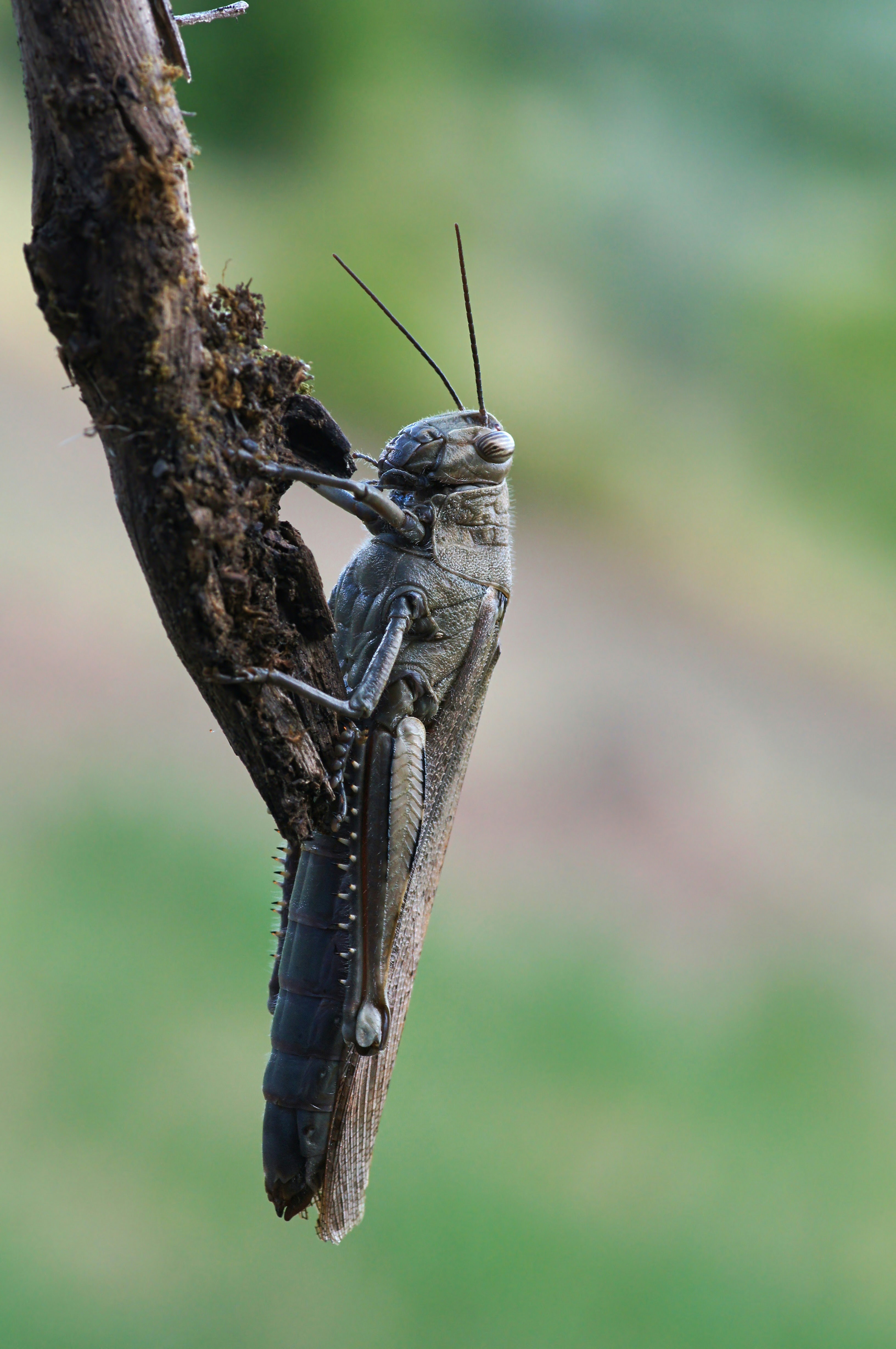 Close-up of a grasshopper gripping a jagged twig, its textured body highlighted against a softly blurred green background.