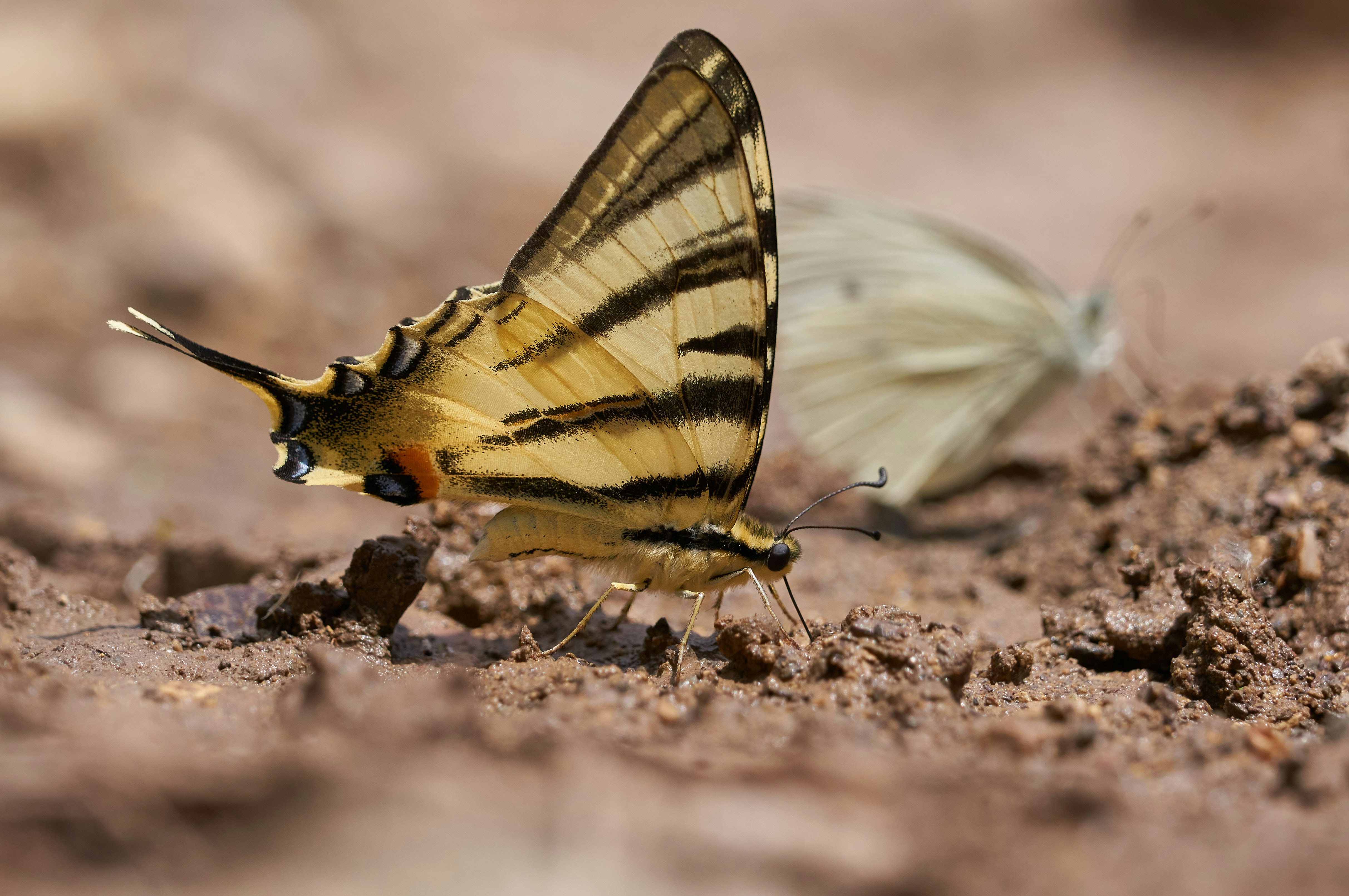 Dusty Encounter: Striped Swallowtail on Sunwarmed Soil