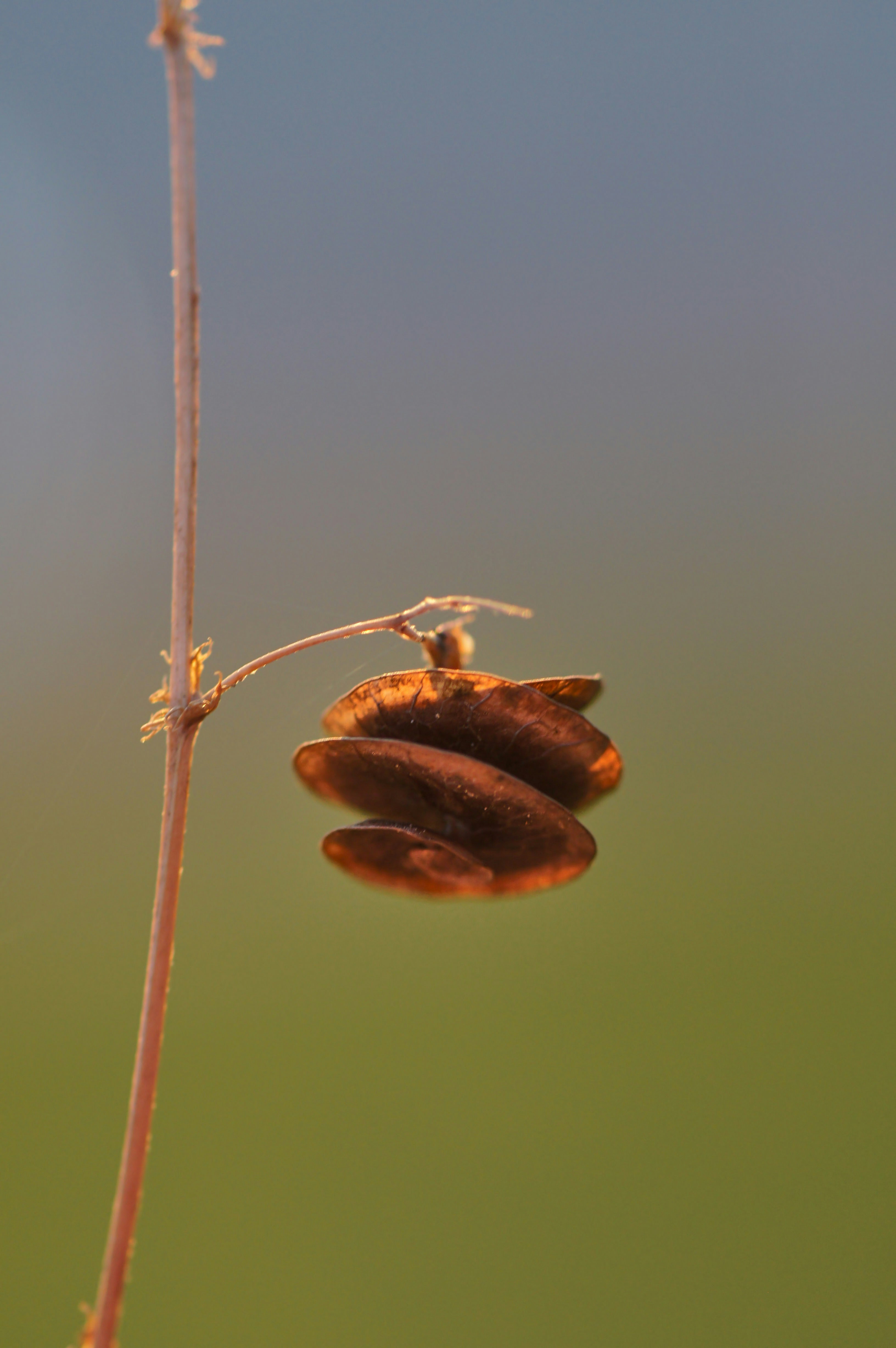 Dried seed pods suspended from a slender stem against a softly blurred background. The intricate textures and shapes highlight nature's design.