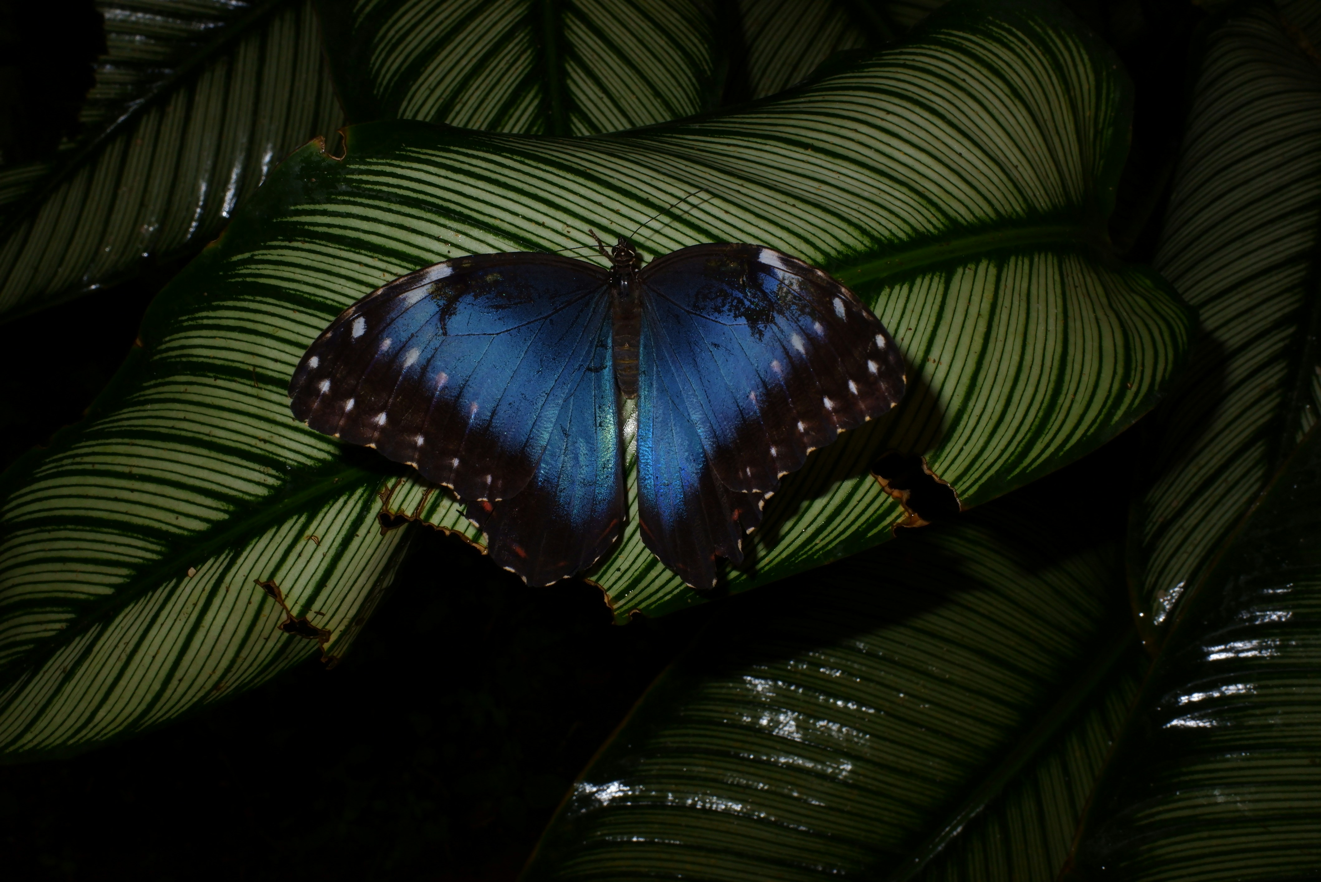 A vibrant blue butterfly rests on lush green leaves, showcasing intricate patterns and textures. The scene captures the essence of nature's beauty in a tranquil setting.