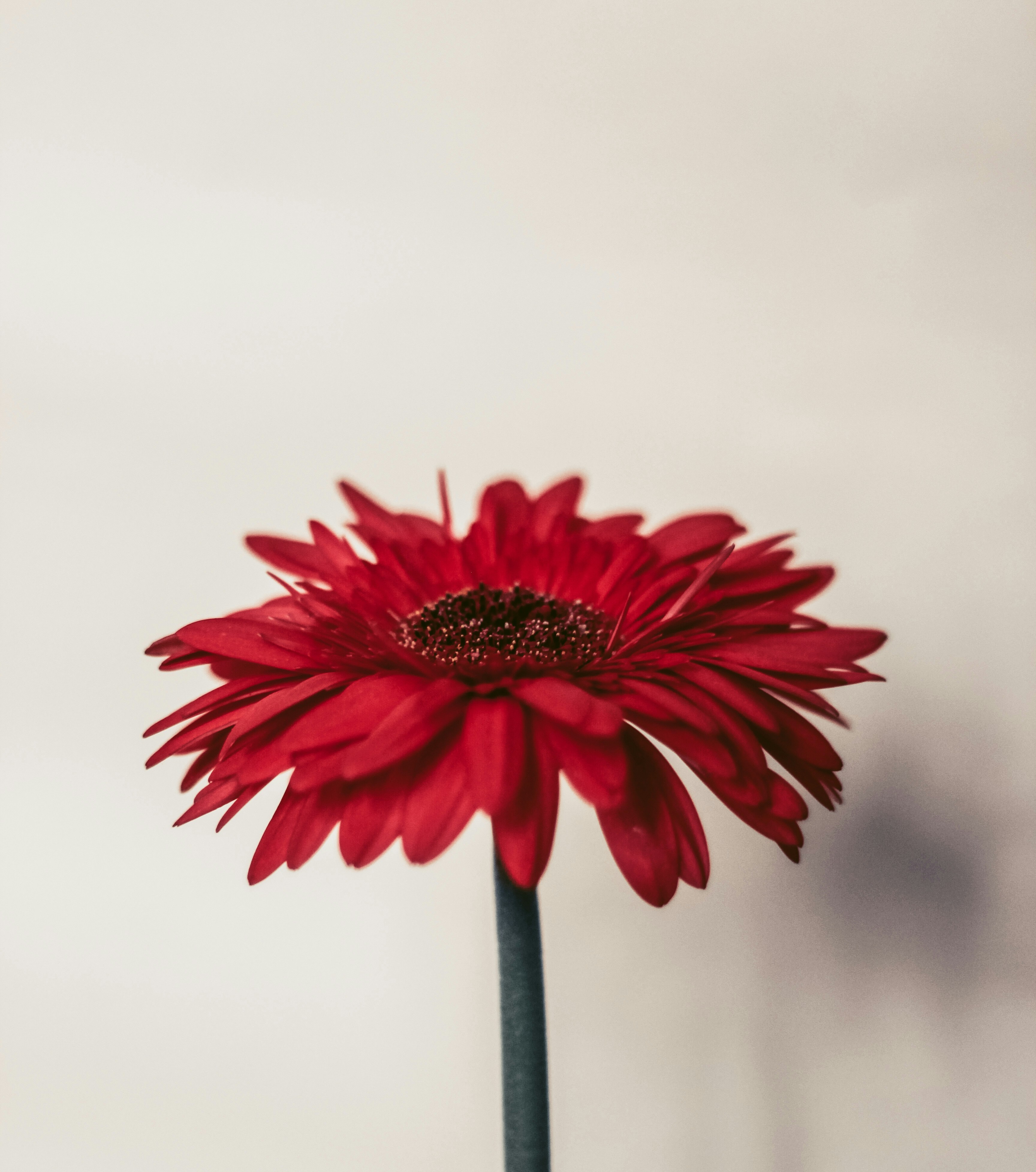 red flower in white background photo – Free Flower Image on Unsplash