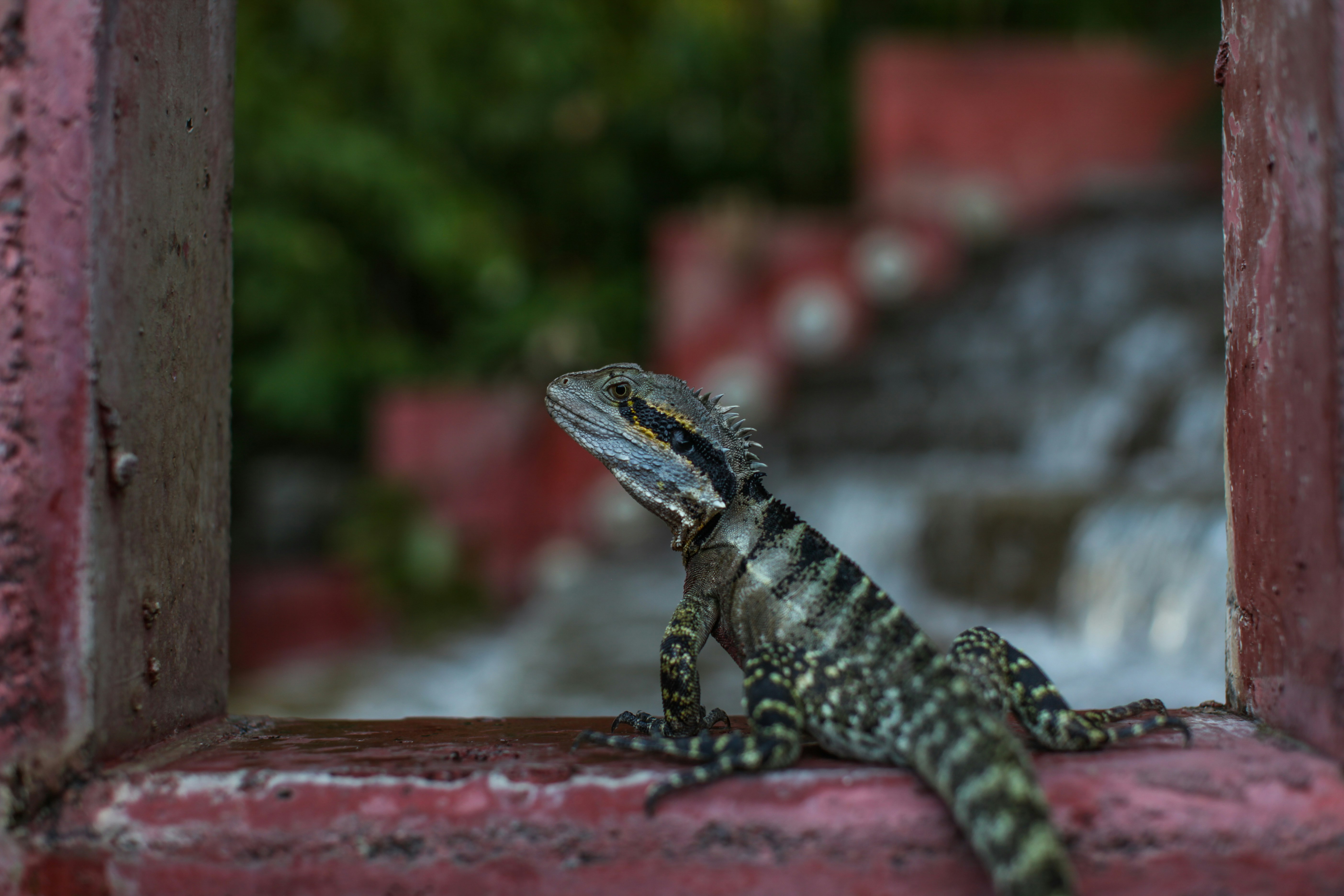 Black and white lizard on brown concrete surface photo – Free Brisbane ...