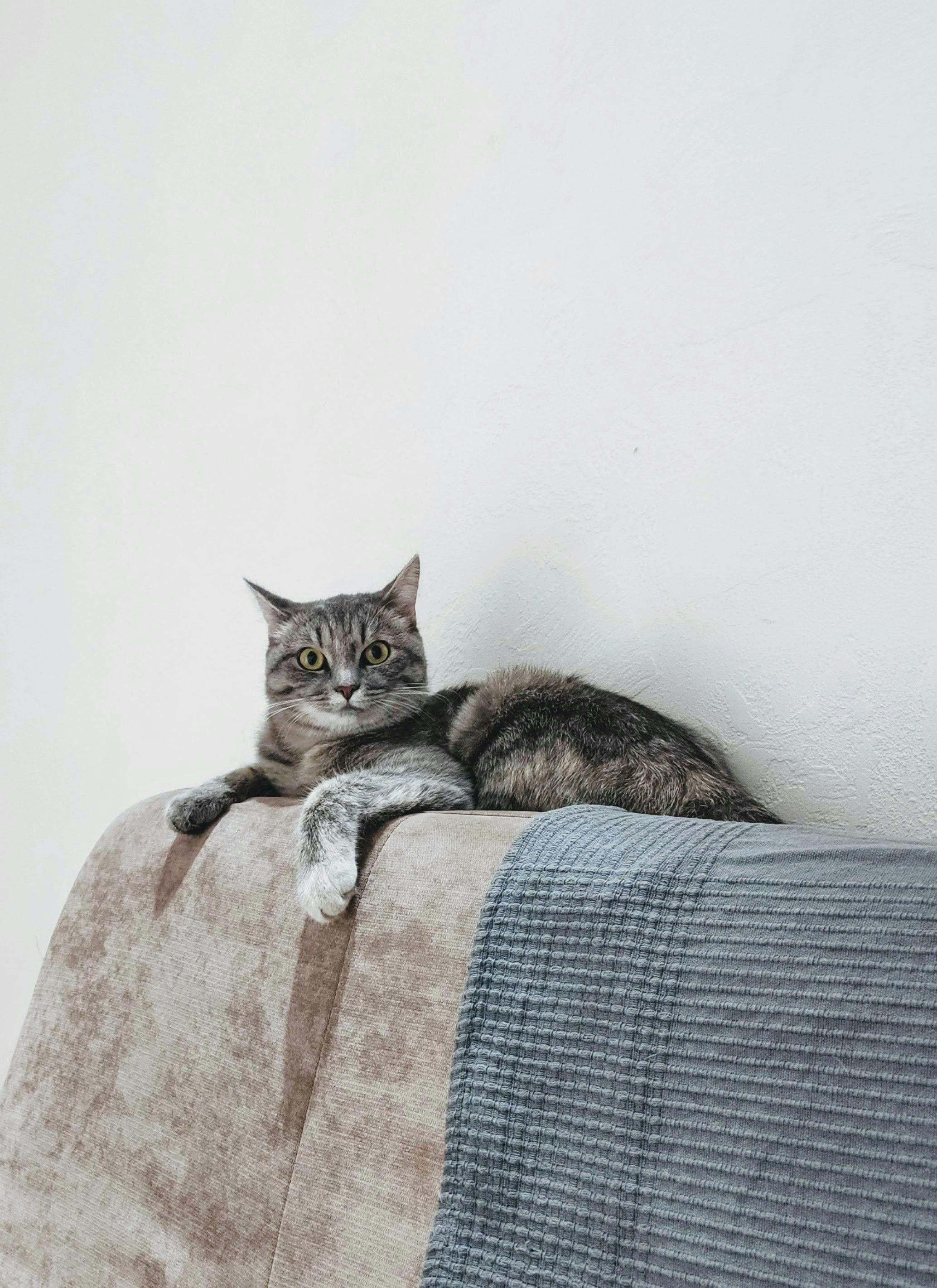brown tabby cat on brown and gray textile