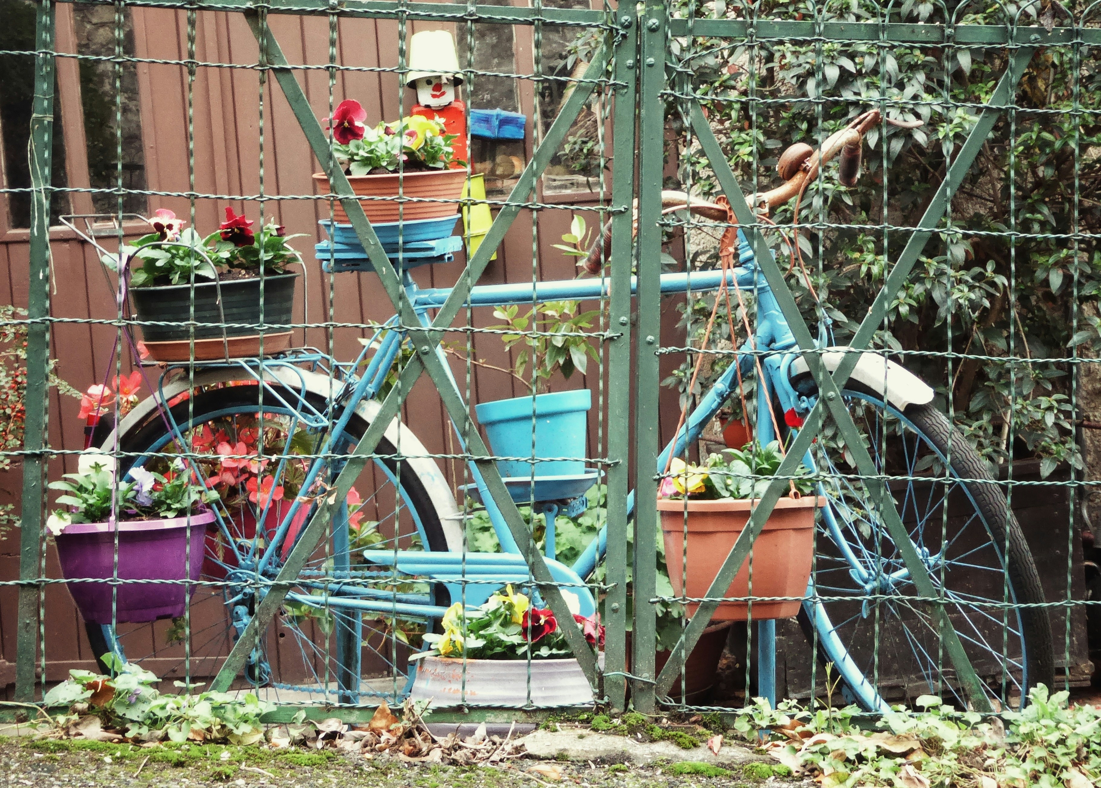 Vintage bicycle adorned with colorful flower pots, nestled behind a rustic fence, showcasing a blend of nature and creativity.