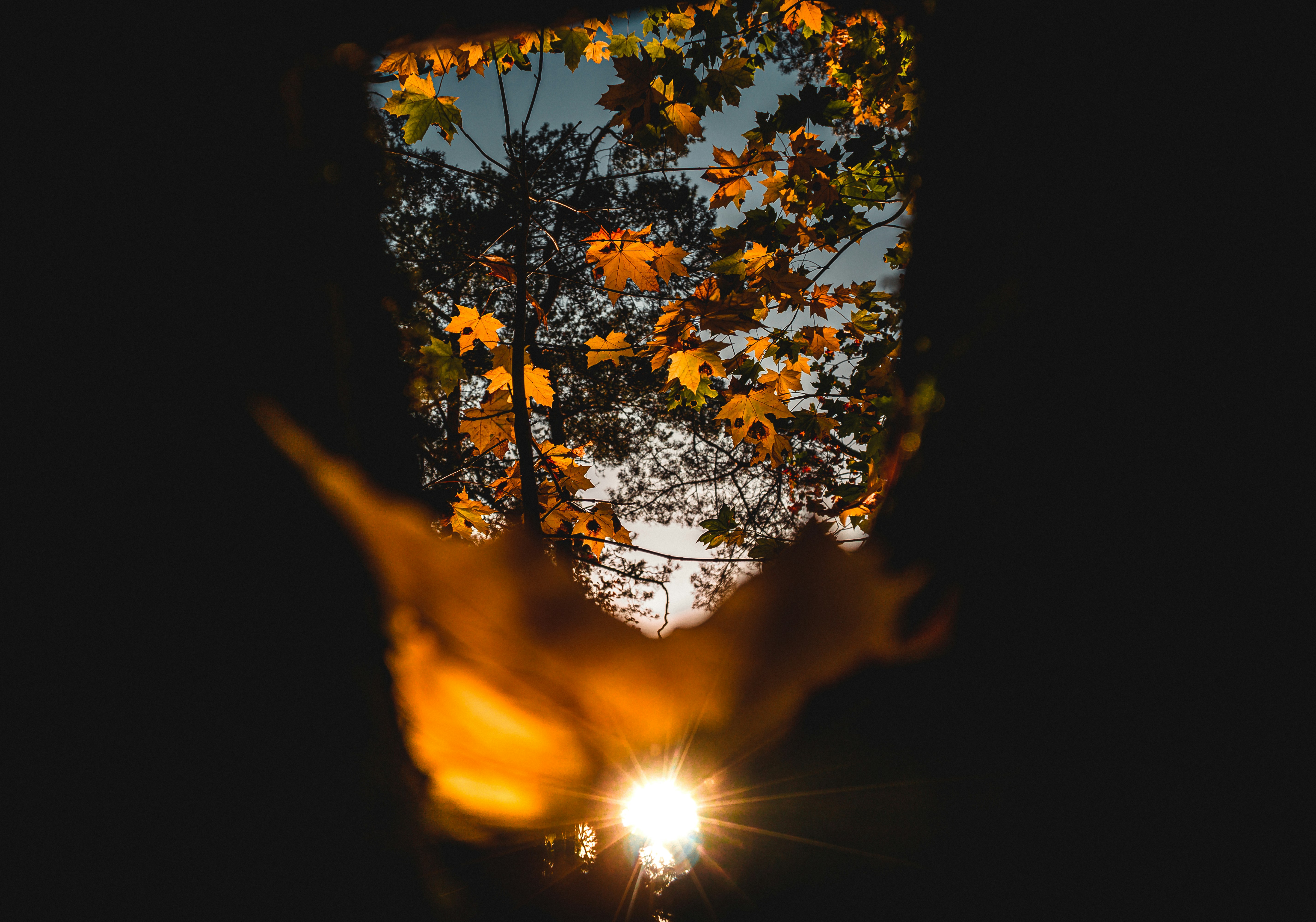 sun in the middle of the forest