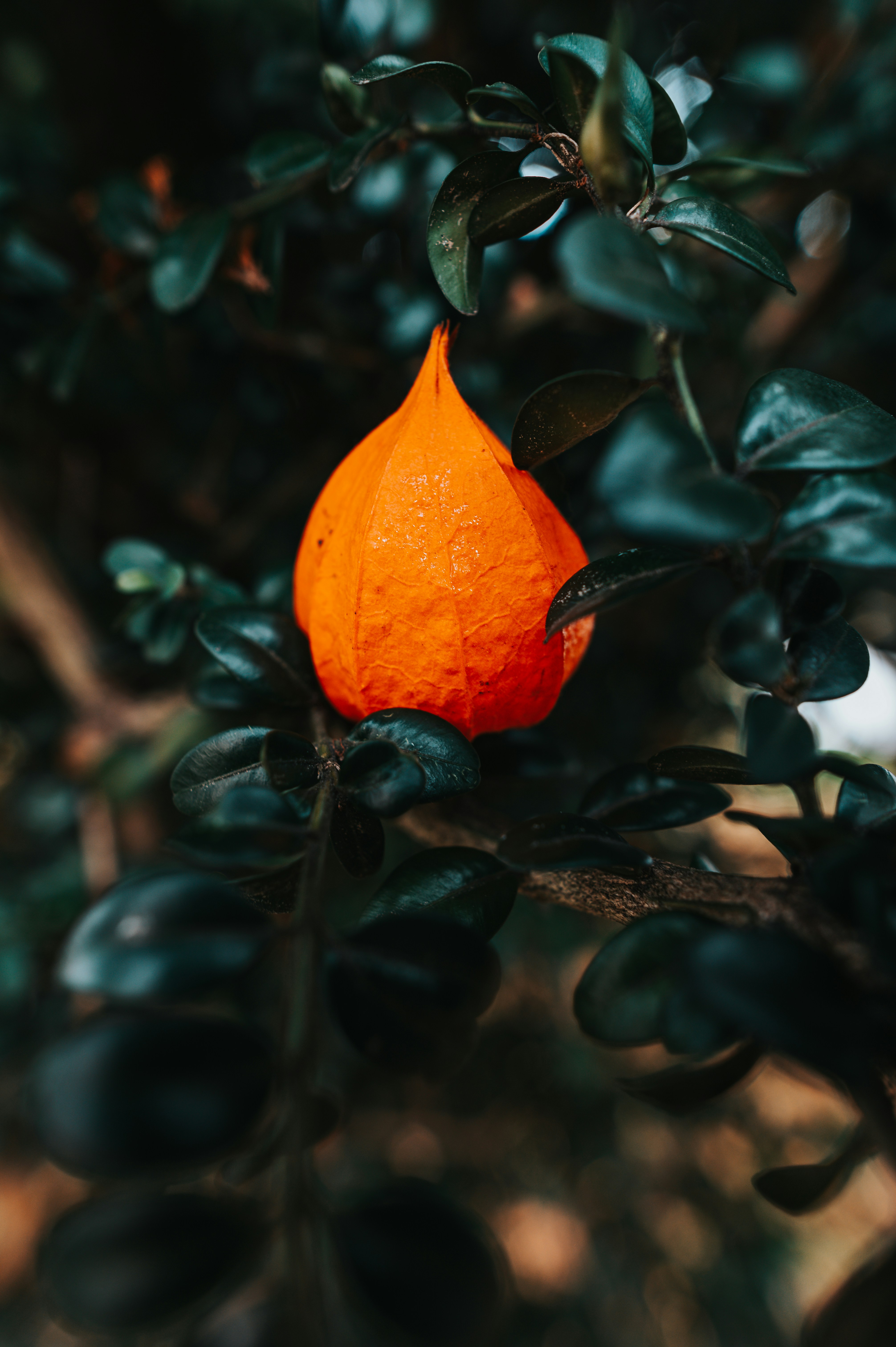 Orange and green