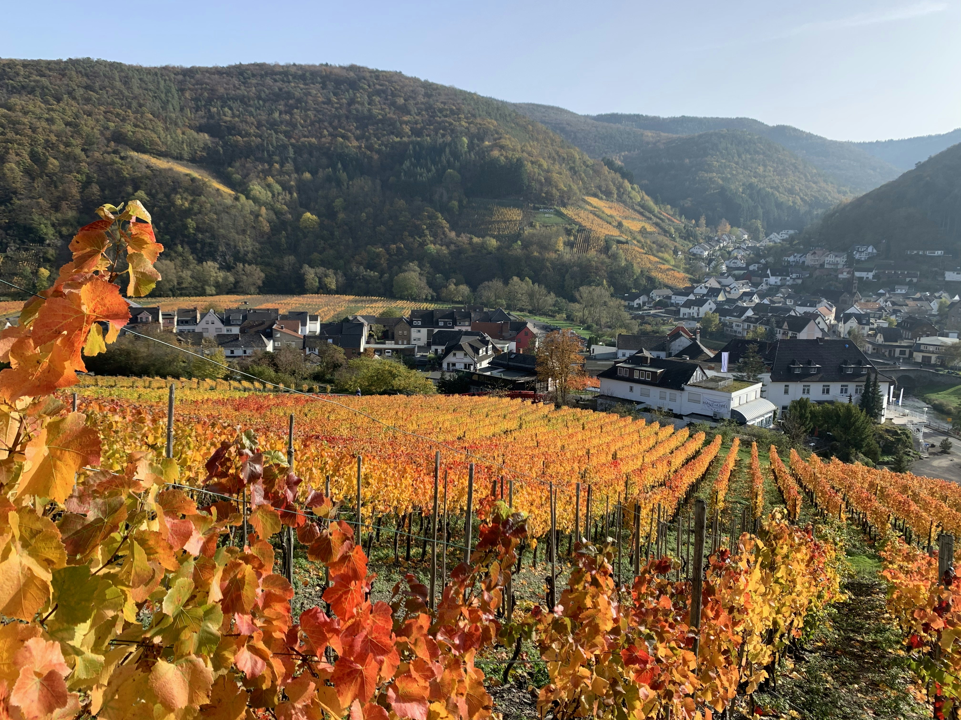 Crimson Aisles: Autumn Vines Stretch Toward a Hilltop Village