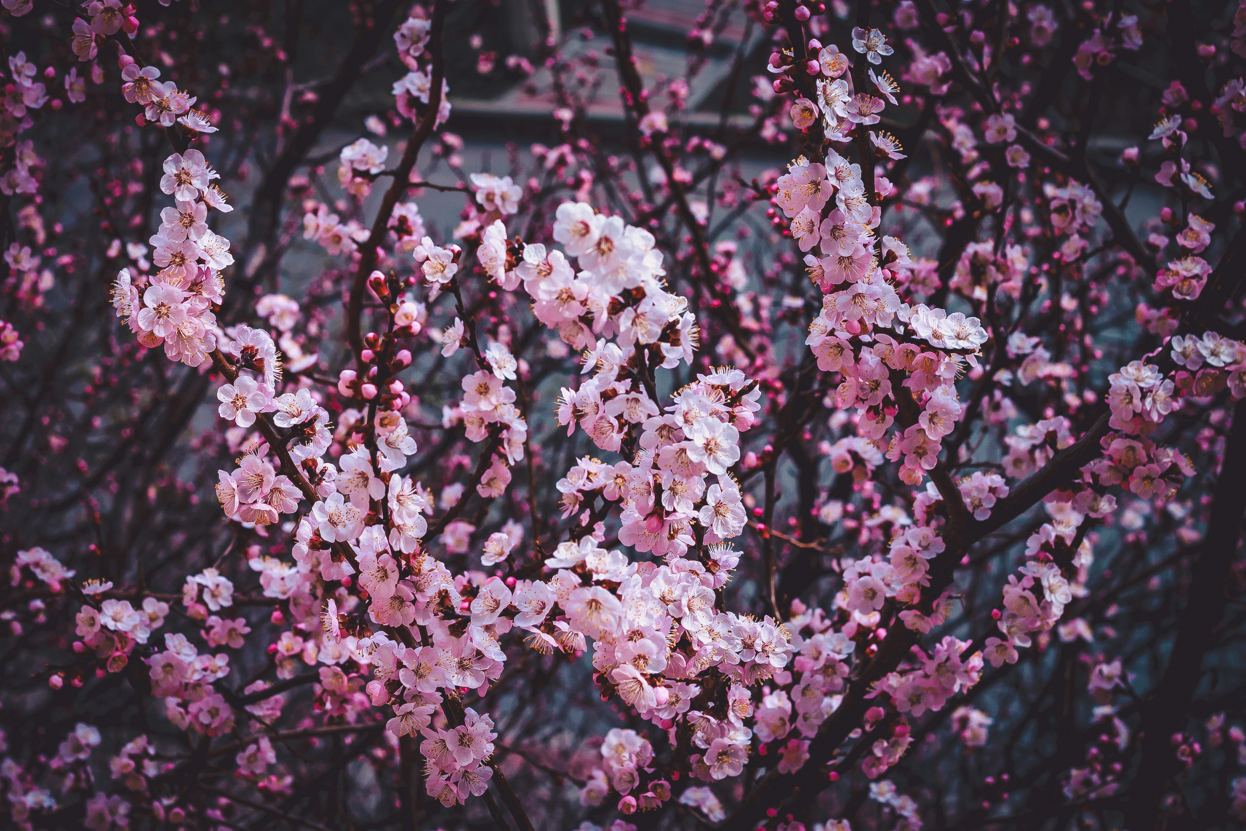 Delicate pink blossoms adorn branches, creating a vibrant tapestry of spring's arrival.