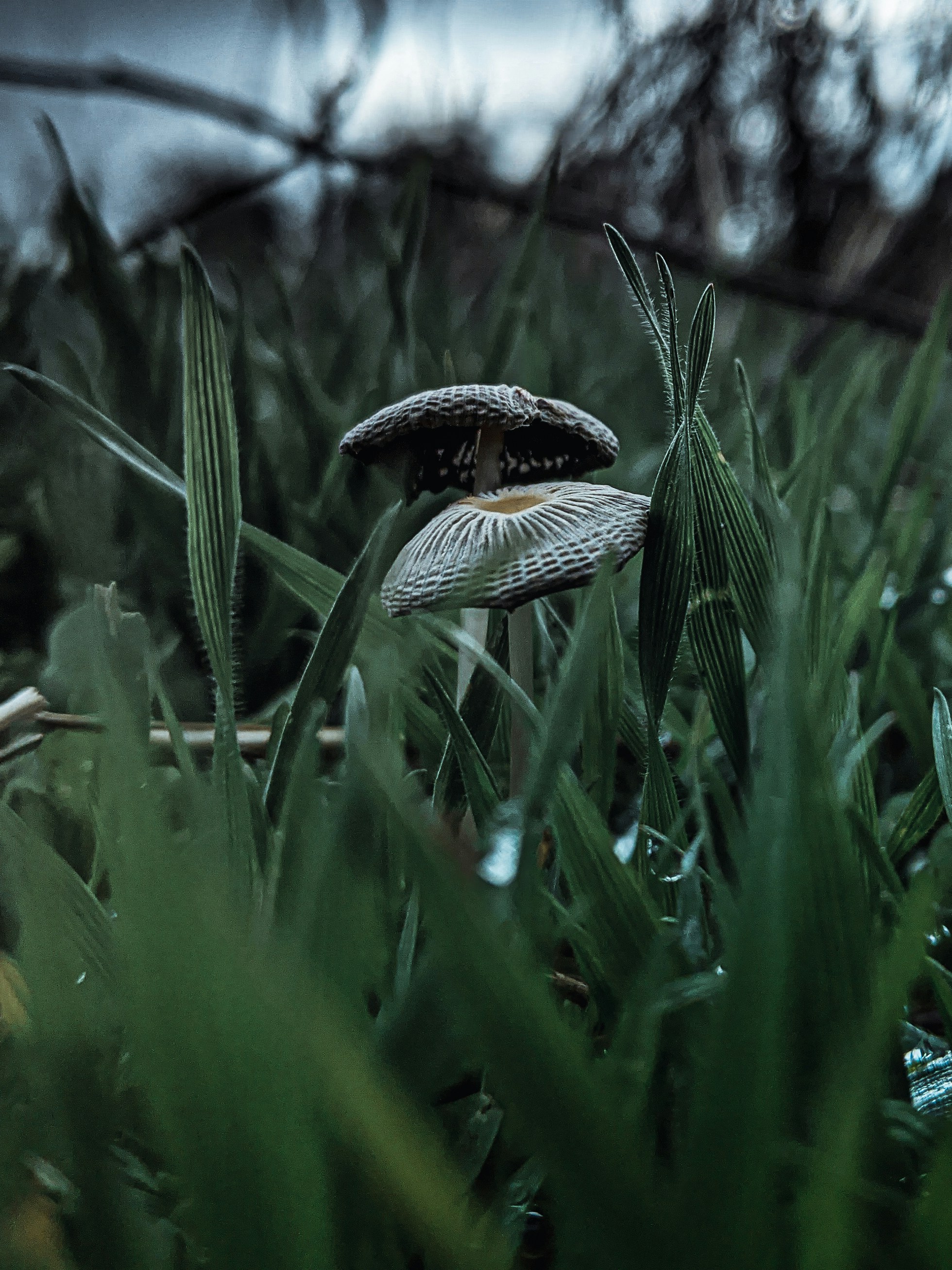 Twin-Tiered Mushrooms in a Moody Meadow at Blue Hour