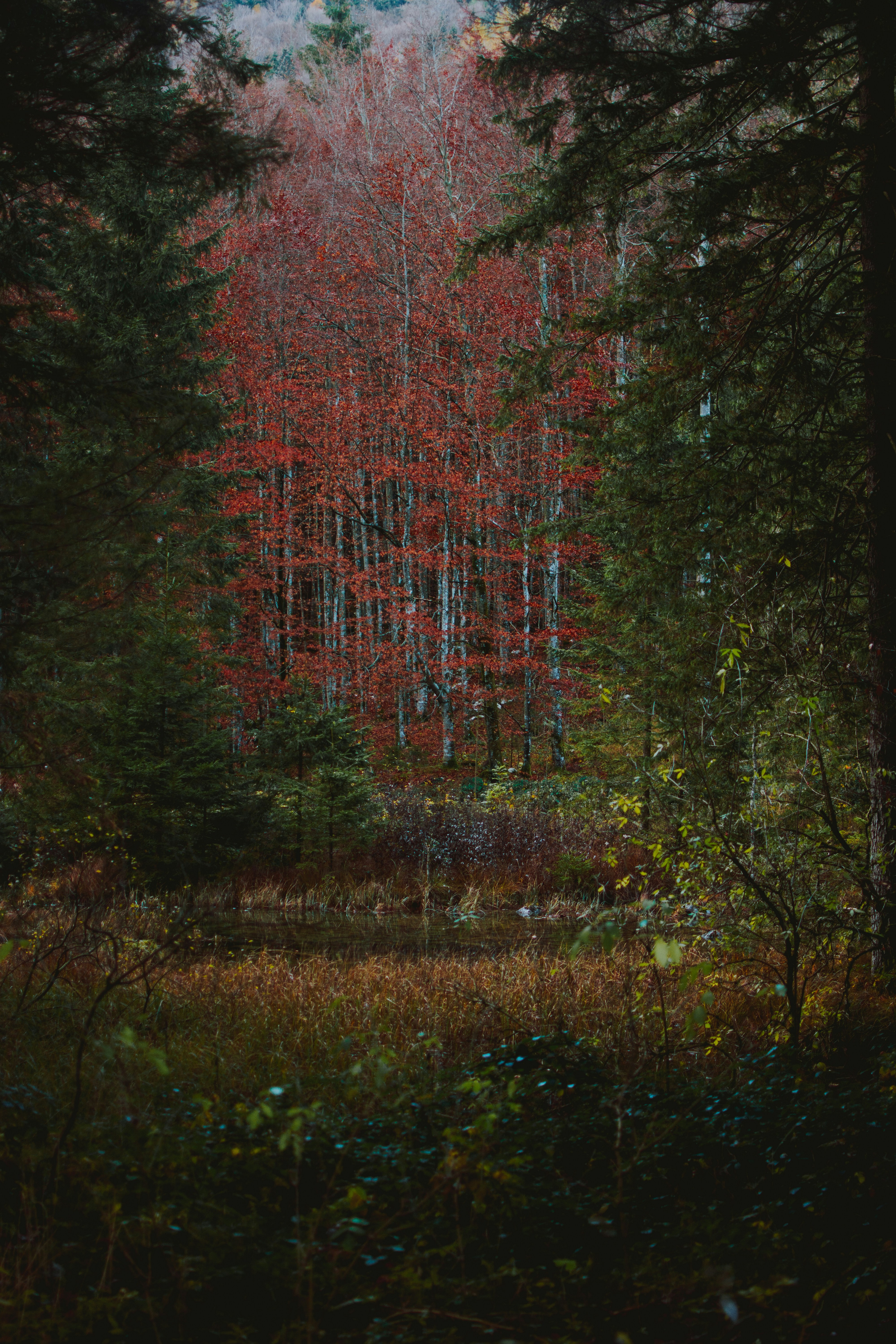 Crimson Grove at the Edge of a Quiet Wetland