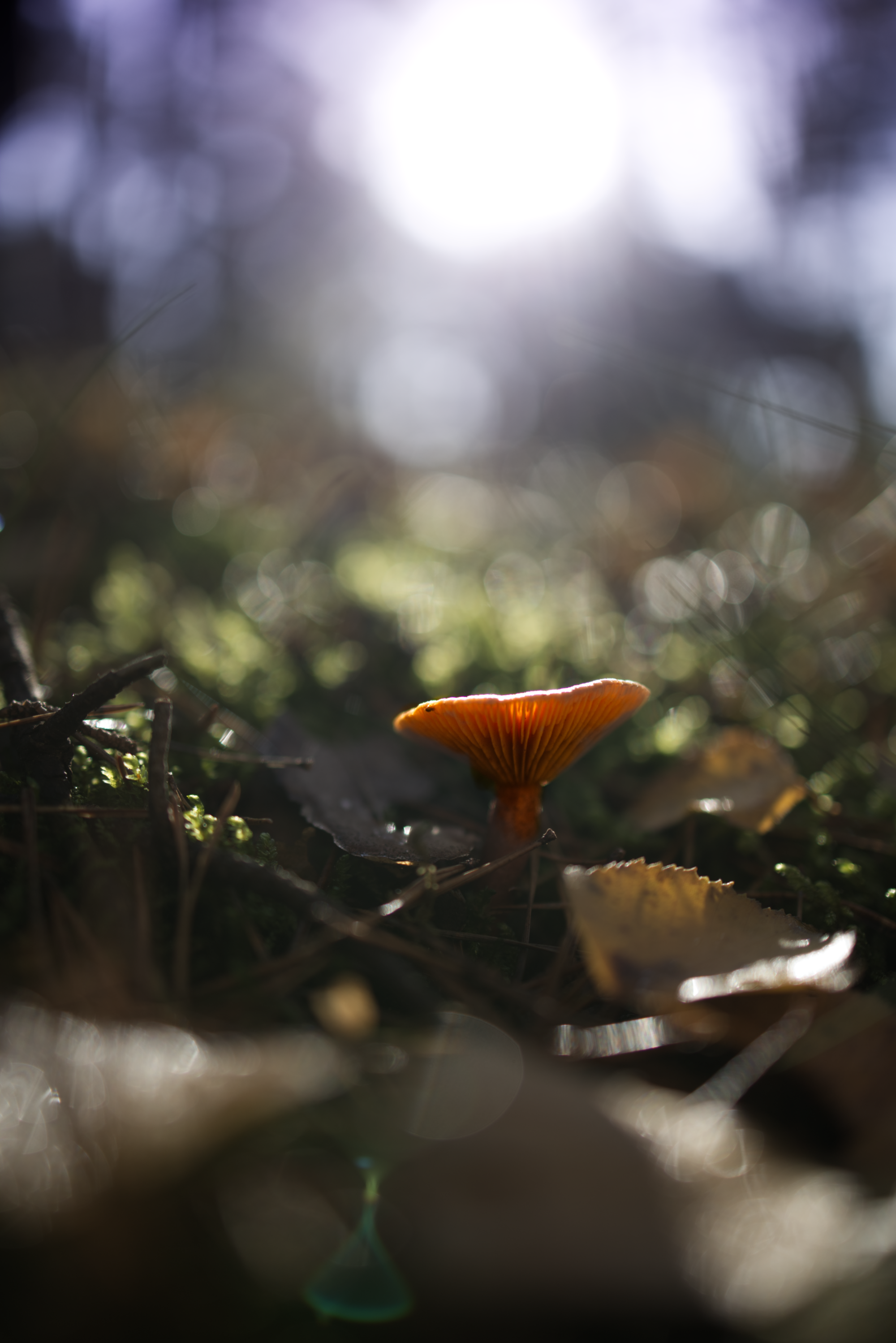 Ember Cap in the Moss: a tiny forest beacon under dappled light