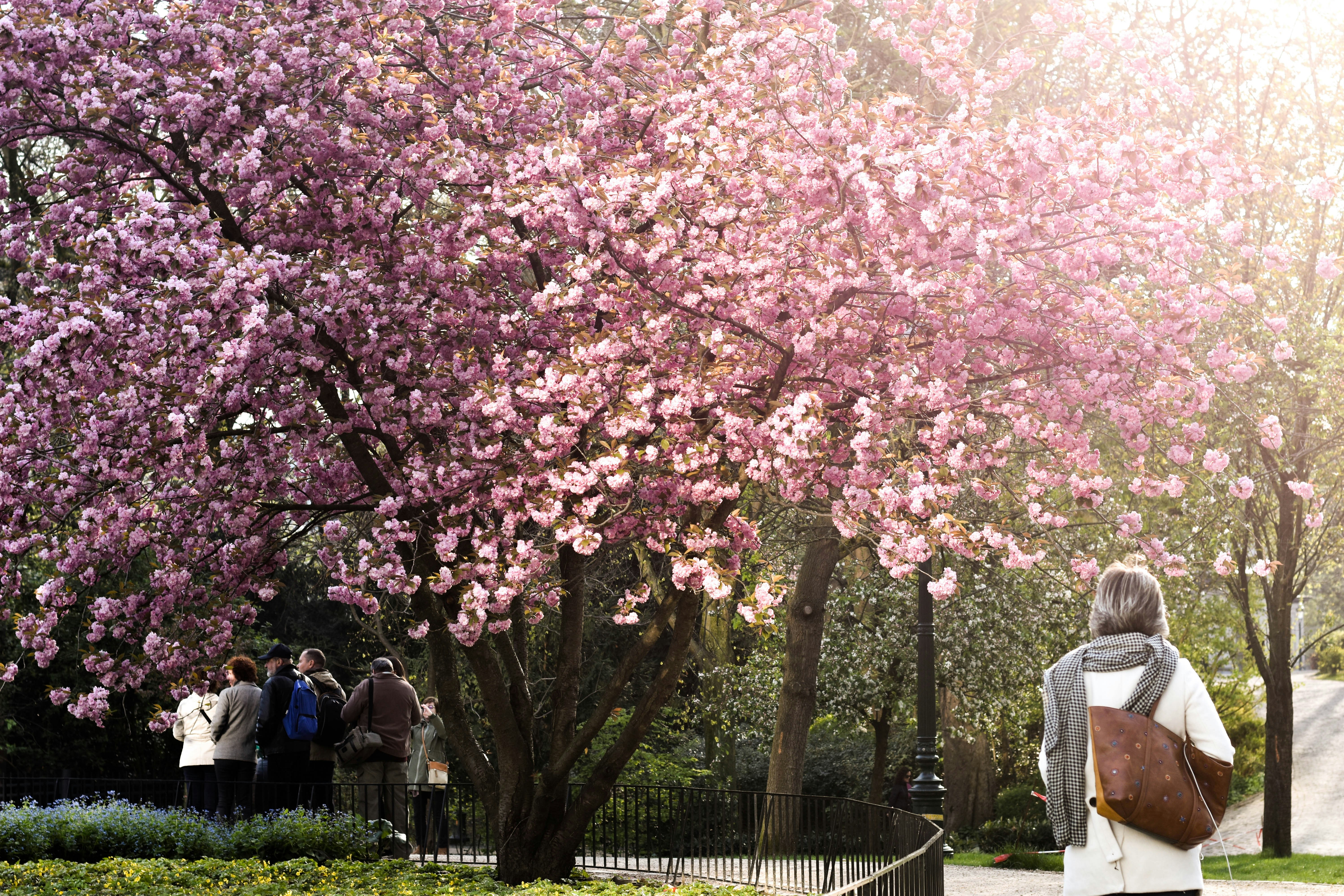 Blossoms in Transit: A Park Scene with a Woman in the Foreground