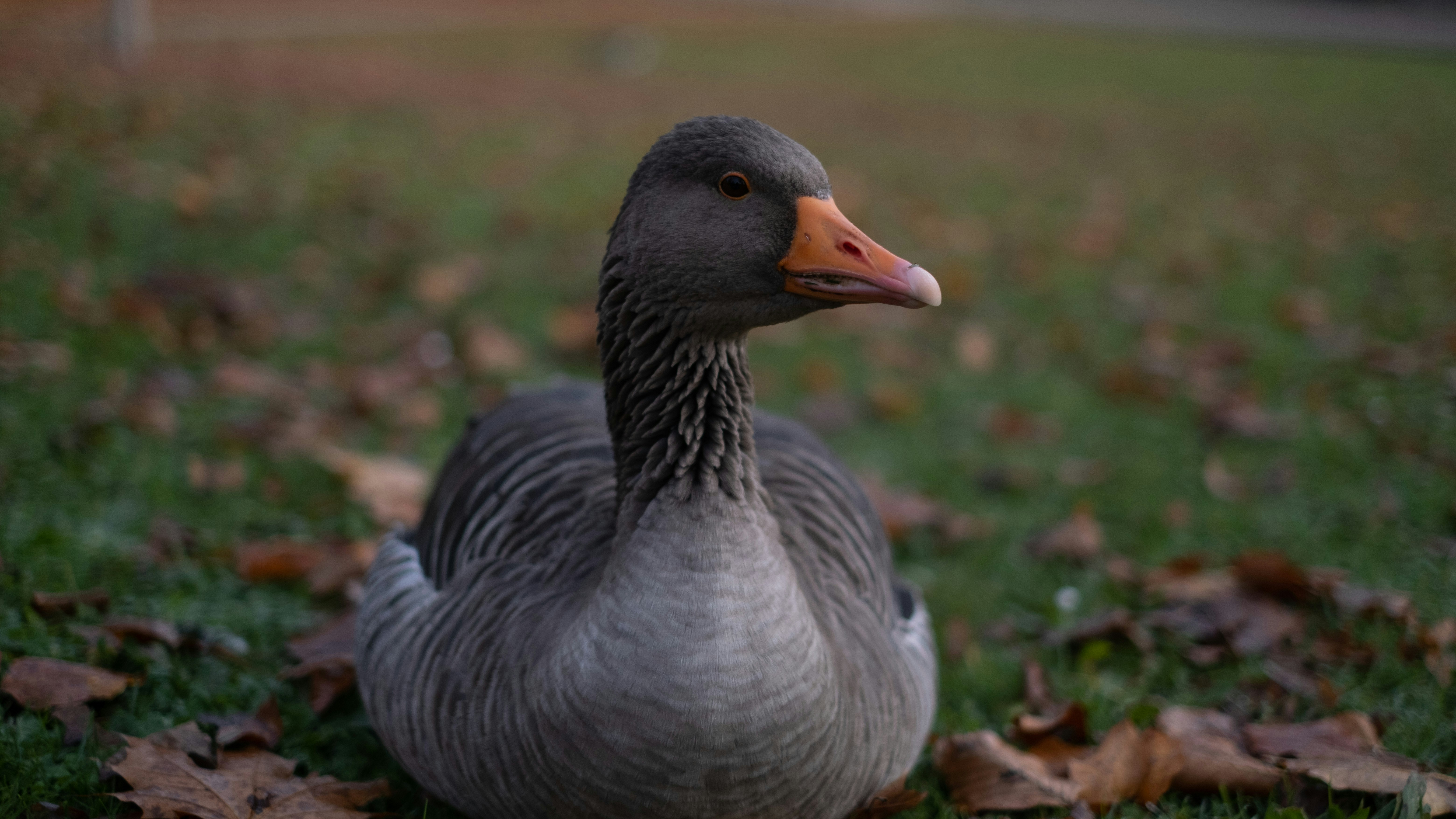 Grey Goose Portrait on a Leaf-Strewn Field
