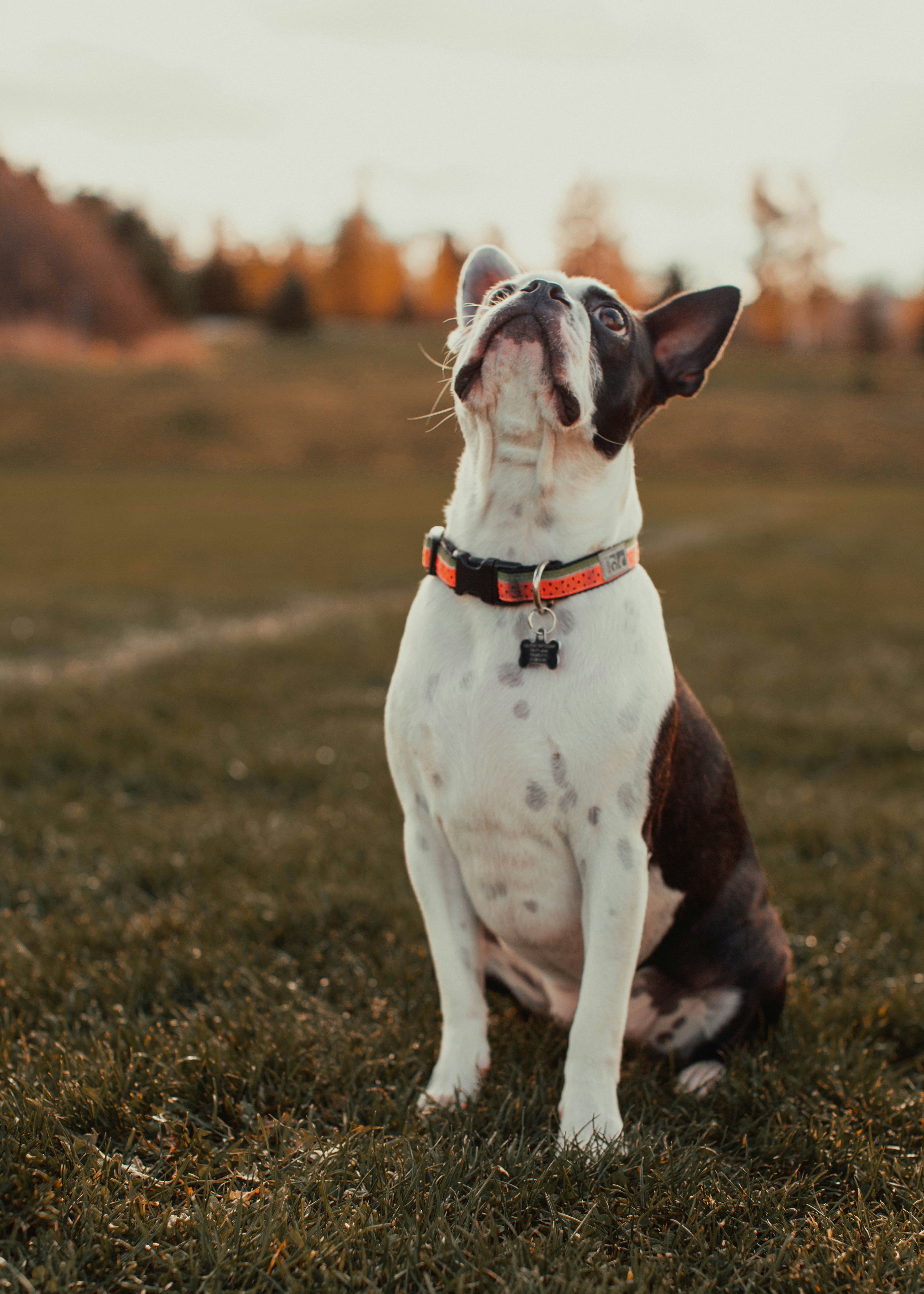 A seated dog with a distinctive collar, intently looking upwards against a blurred natural background. The scene captures a moment of curiosity and alertness.