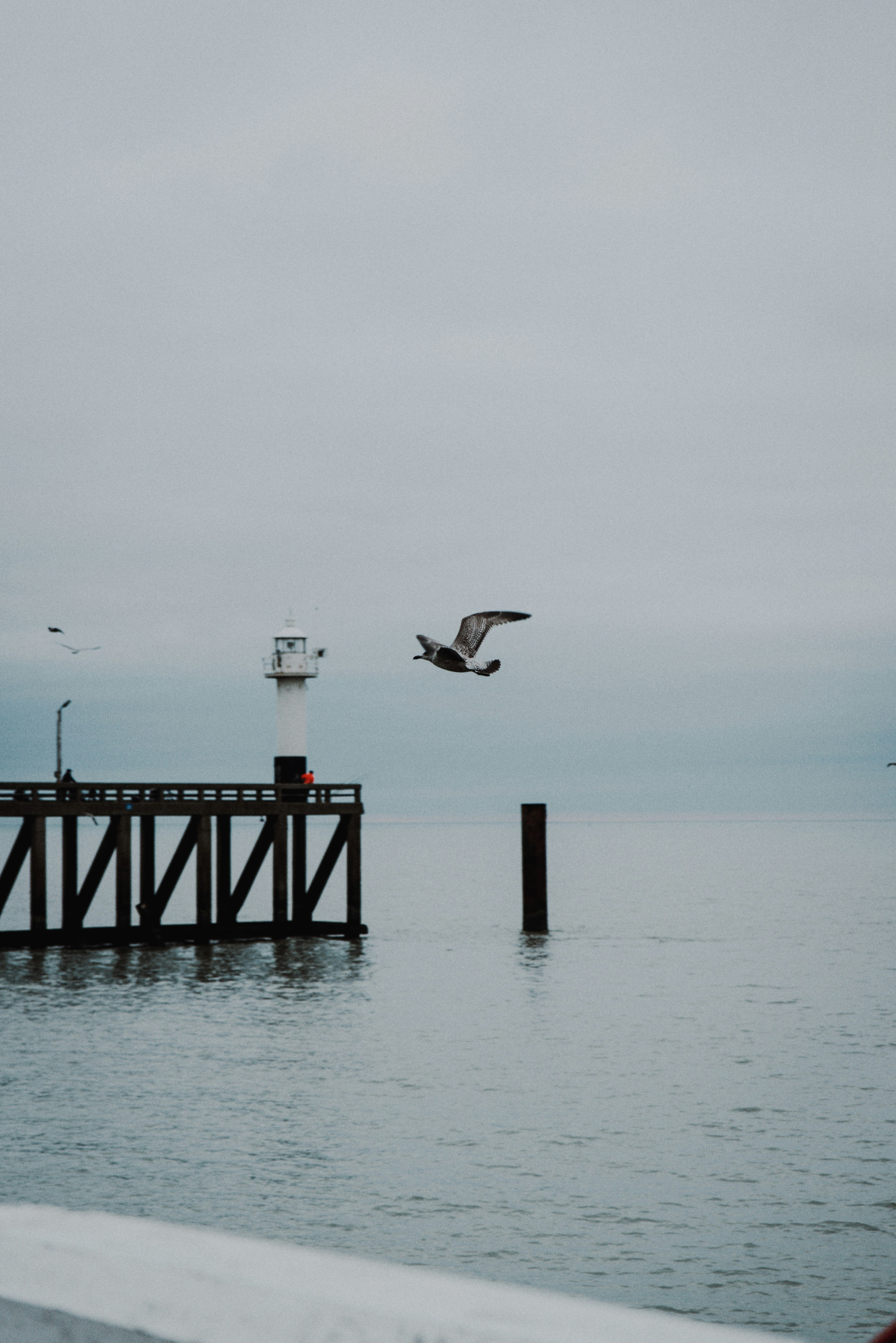 A seagull glides gracefully above a tranquil pier, with a lighthouse standing sentinel against a muted sky. The calm waters reflect the serene atmosphere.