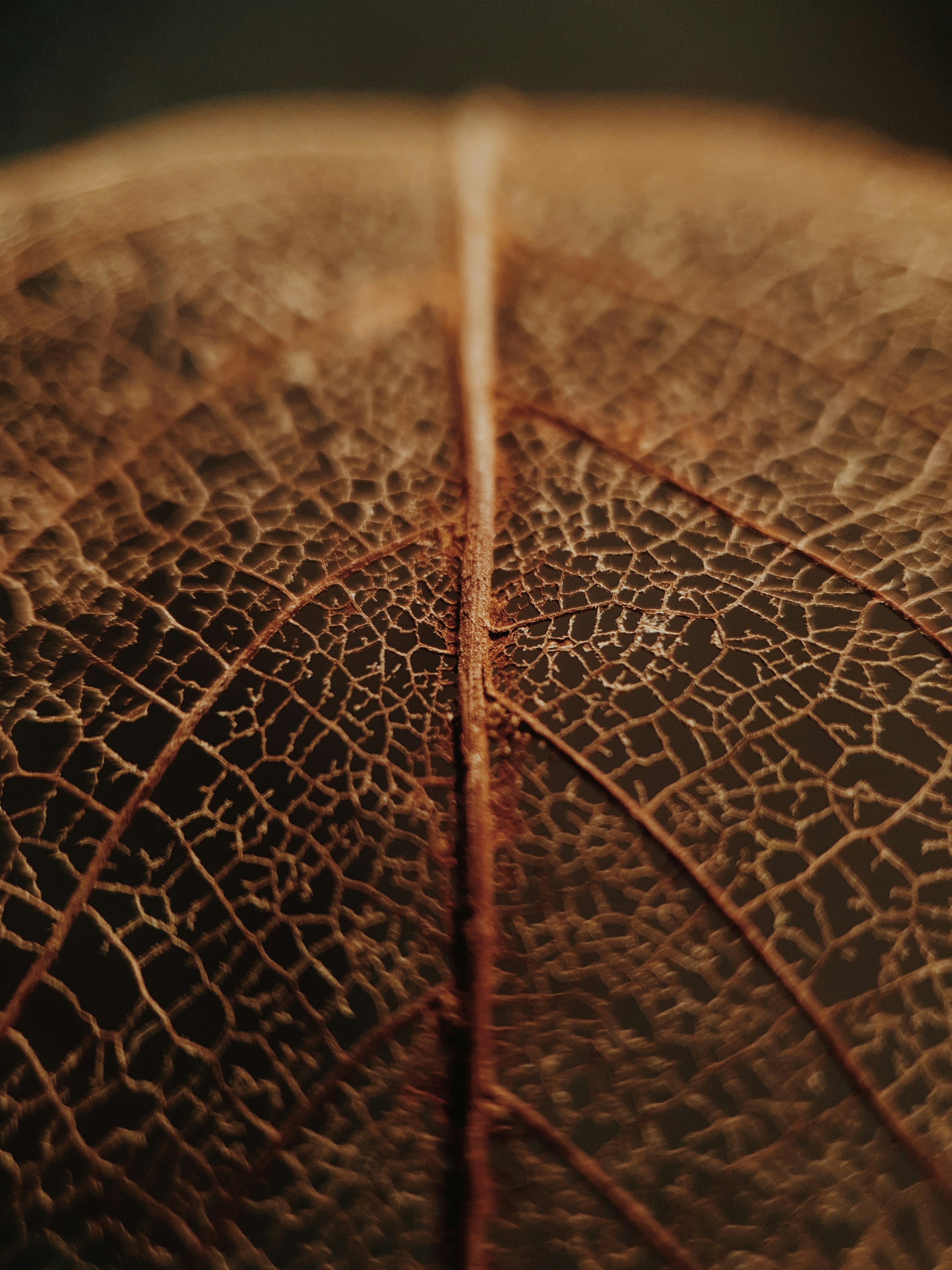 Macro photograph of a leaf's intricate venation in warm amber tones, emphasizing the central midrib and network of veins.