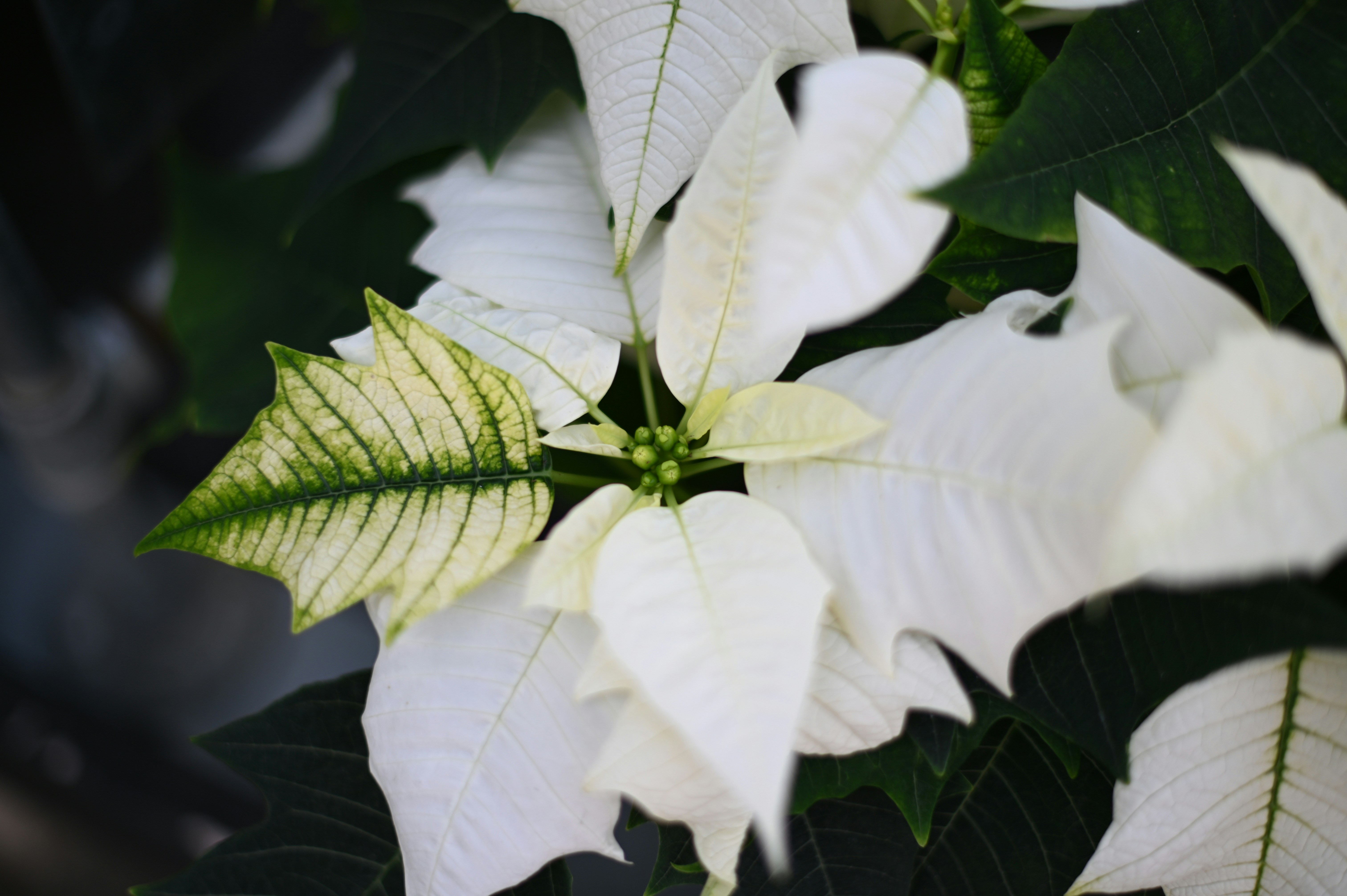 Close-Up of a White Poinsettia: Pale Bracts Framing a Green Center