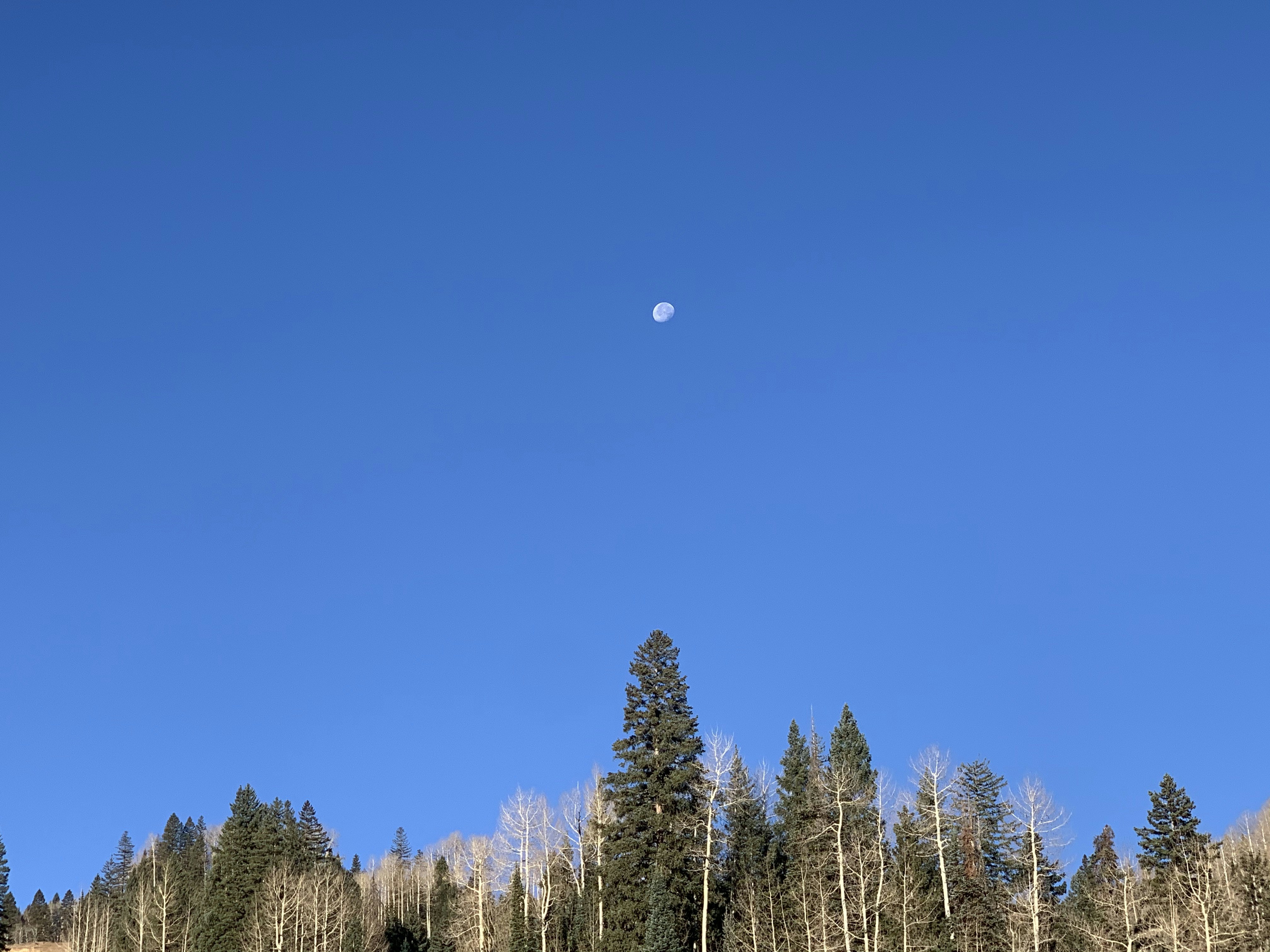 The moon hovers above a forested mountain under a clear blue sky.