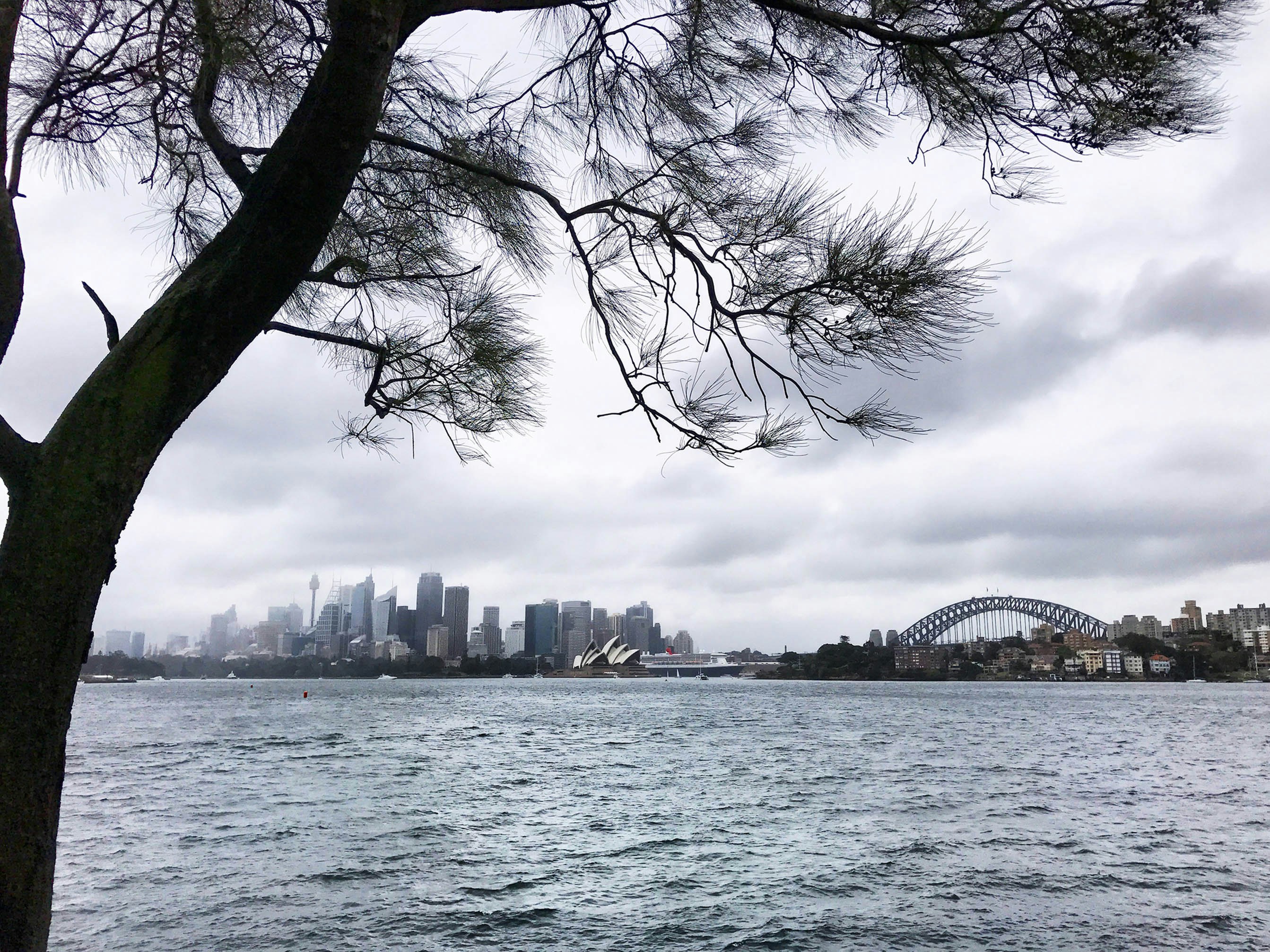 Sydney Skyline with Overhanging Branches