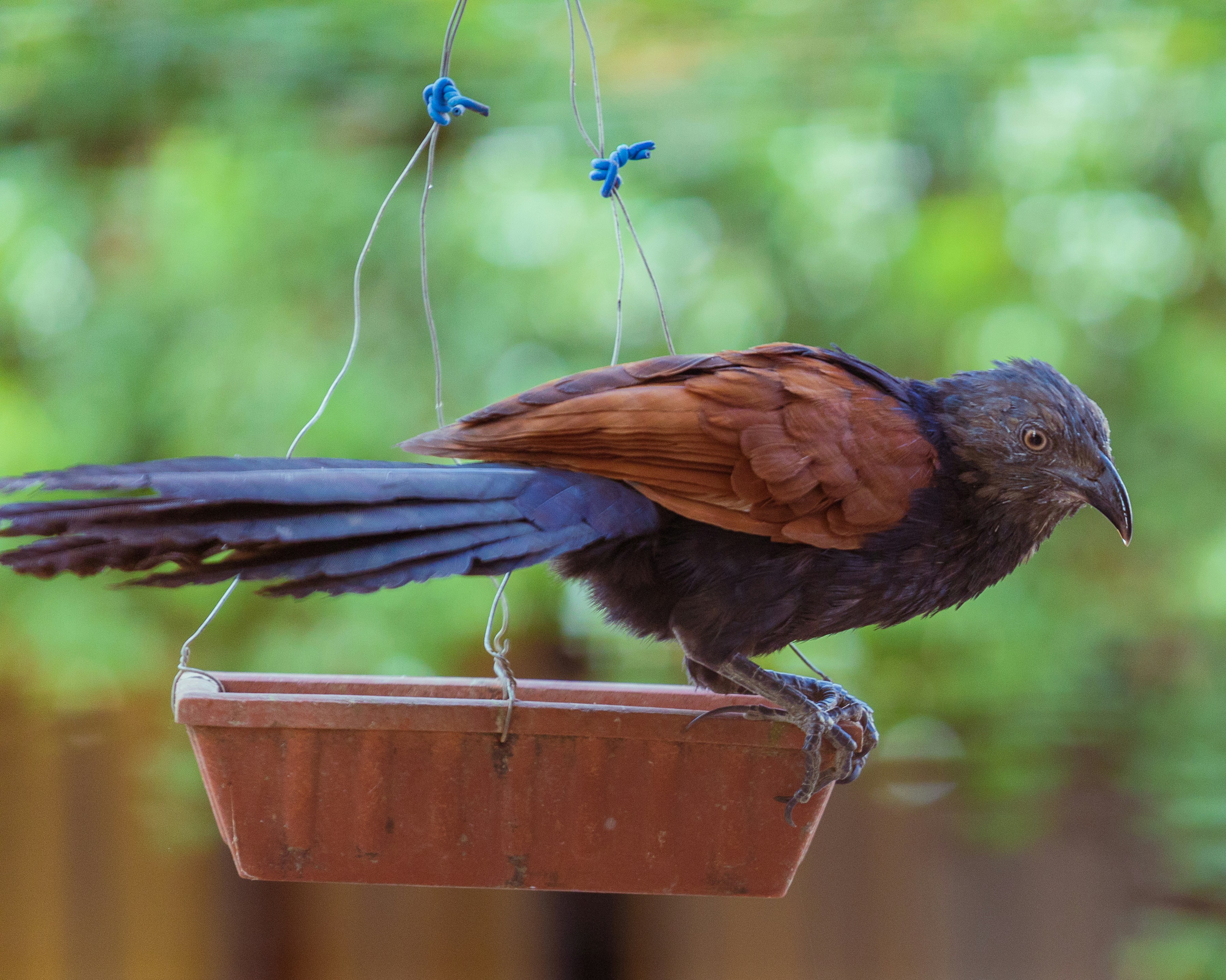 Terracotta Swing Portrait: A Brown-Gray Bird in a Quiet Garden