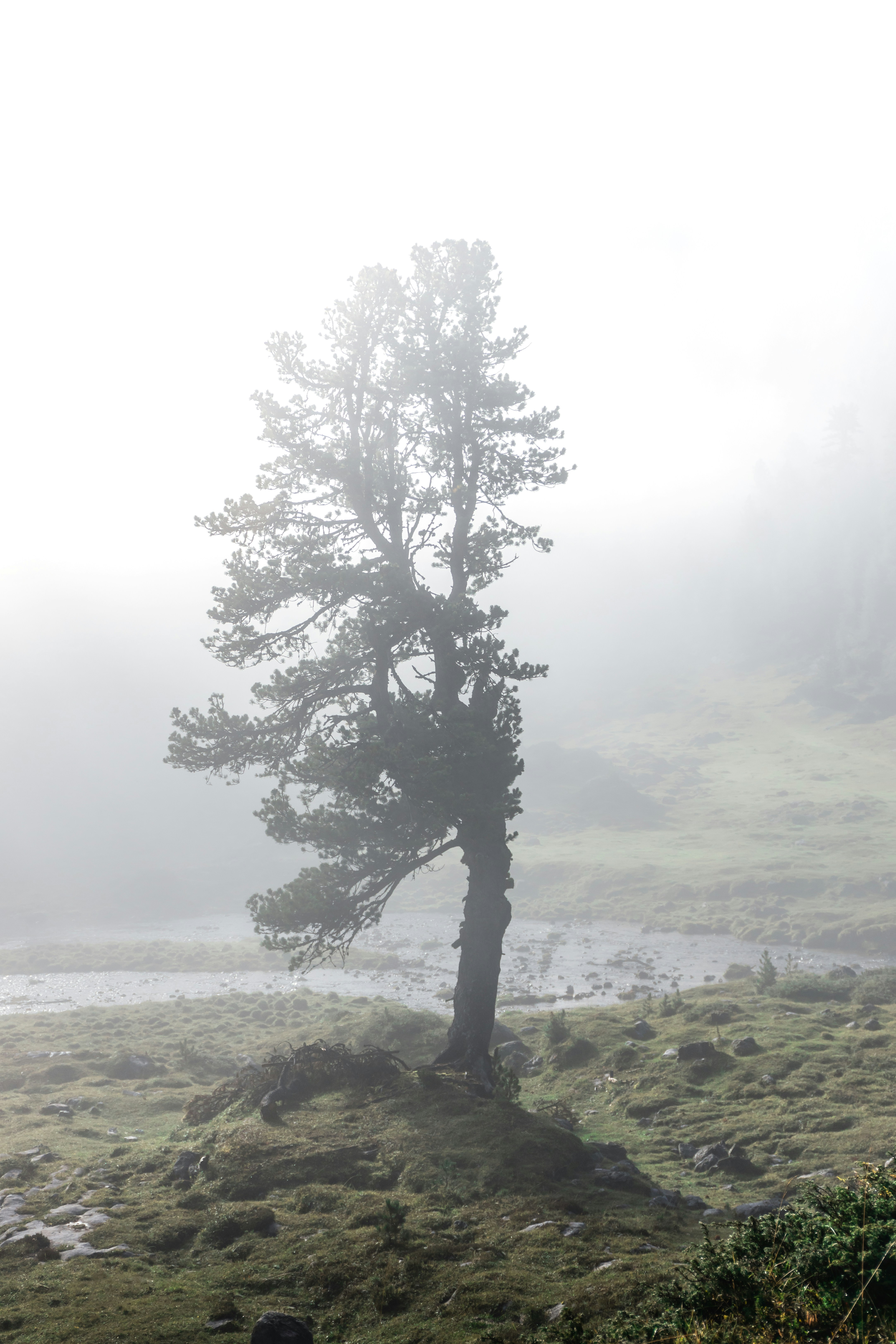 Lone tree stands amidst a foggy landscape, its silhouette contrasting against the soft, muted background. The serene atmosphere evokes a sense of tranquility.