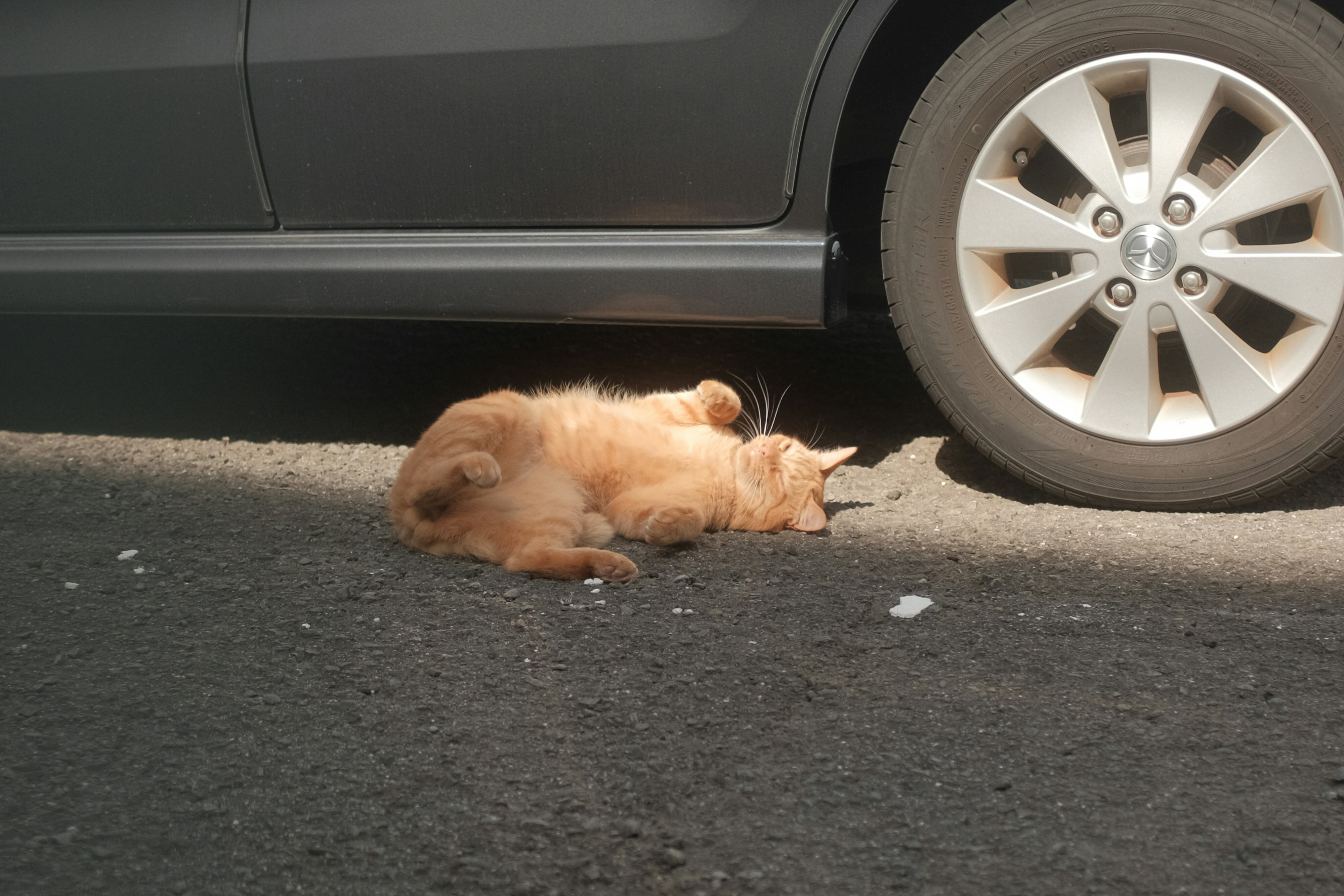 An orange cat sprawled comfortably on the warm asphalt beneath a parked car, basking in the sunlight.