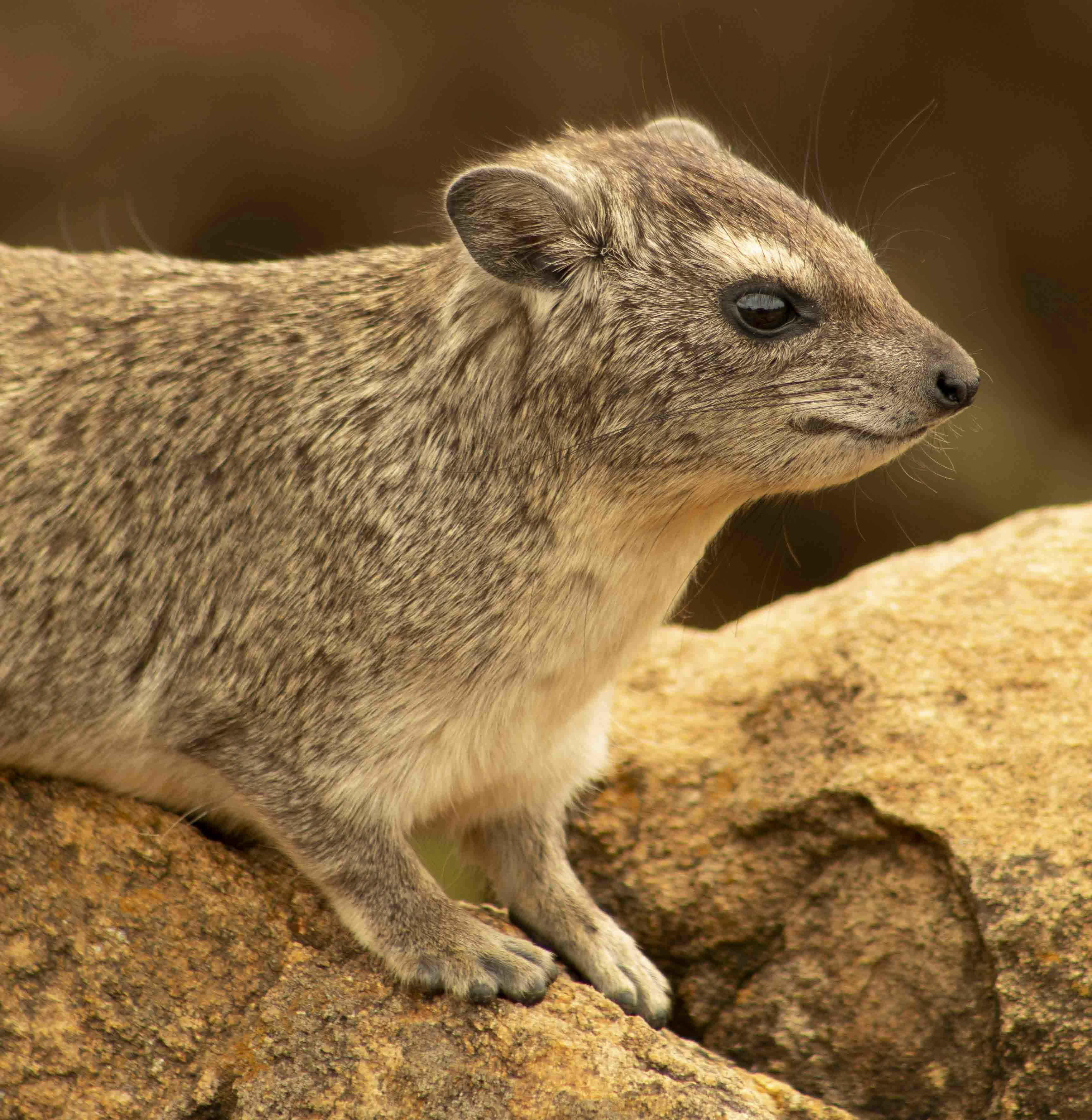 Granite Sentinel: profile view of a rock-dwelling rodent perched on sunlit granite
