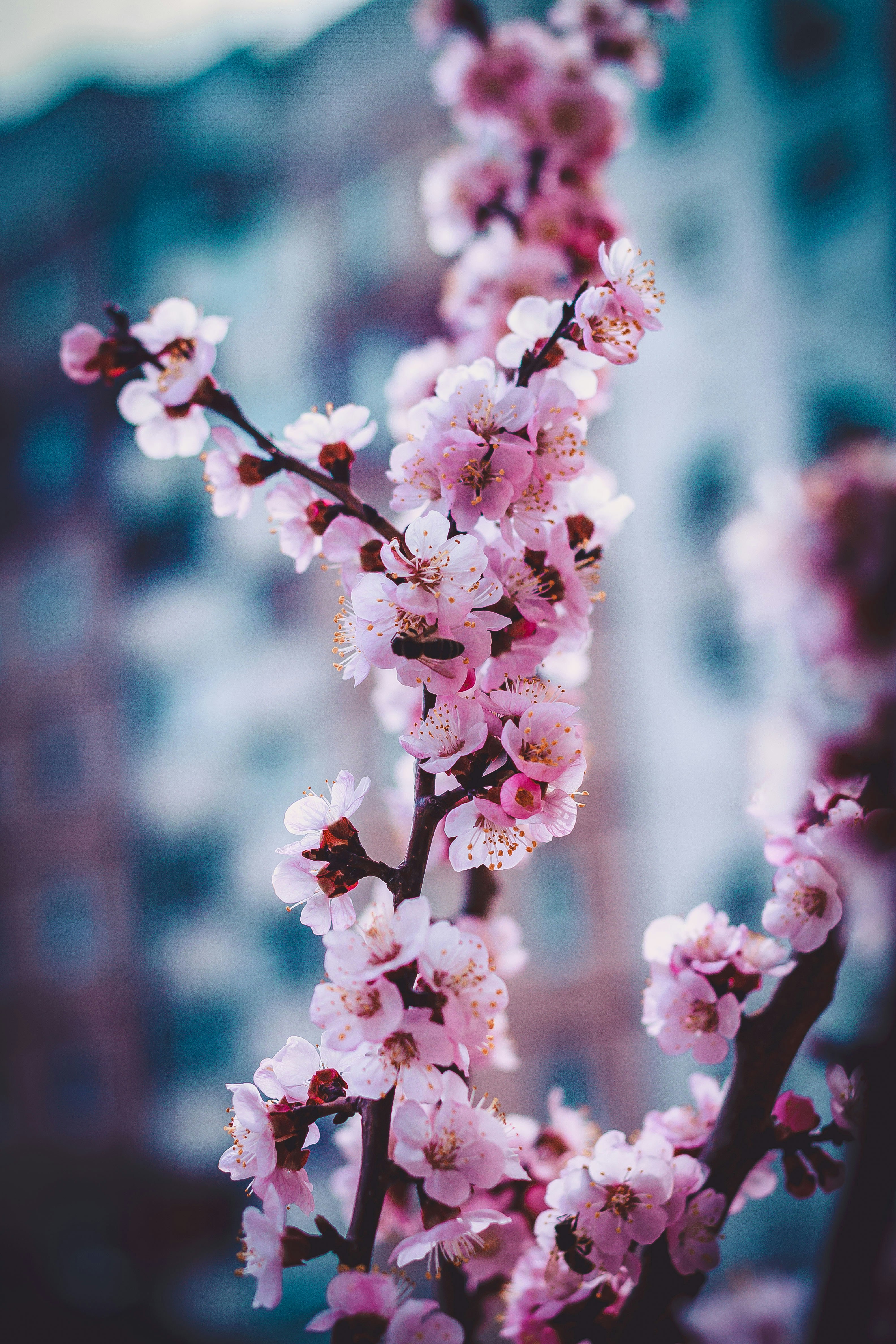 Petals in Focus: Cherry Blossoms Framing a Quiet City Backdrop