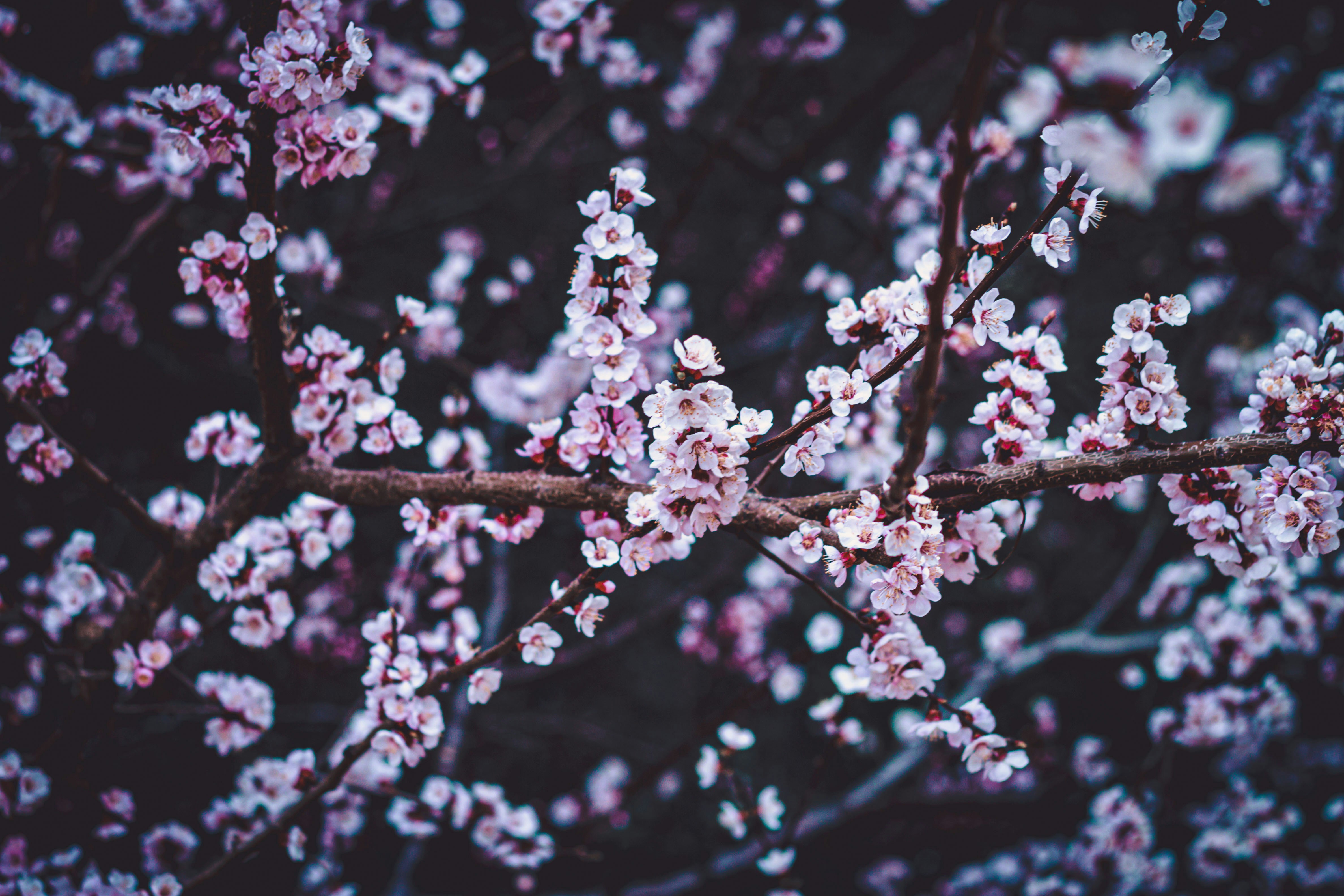 Twilight Sakura: Pink Blossoms on Velvet Branches