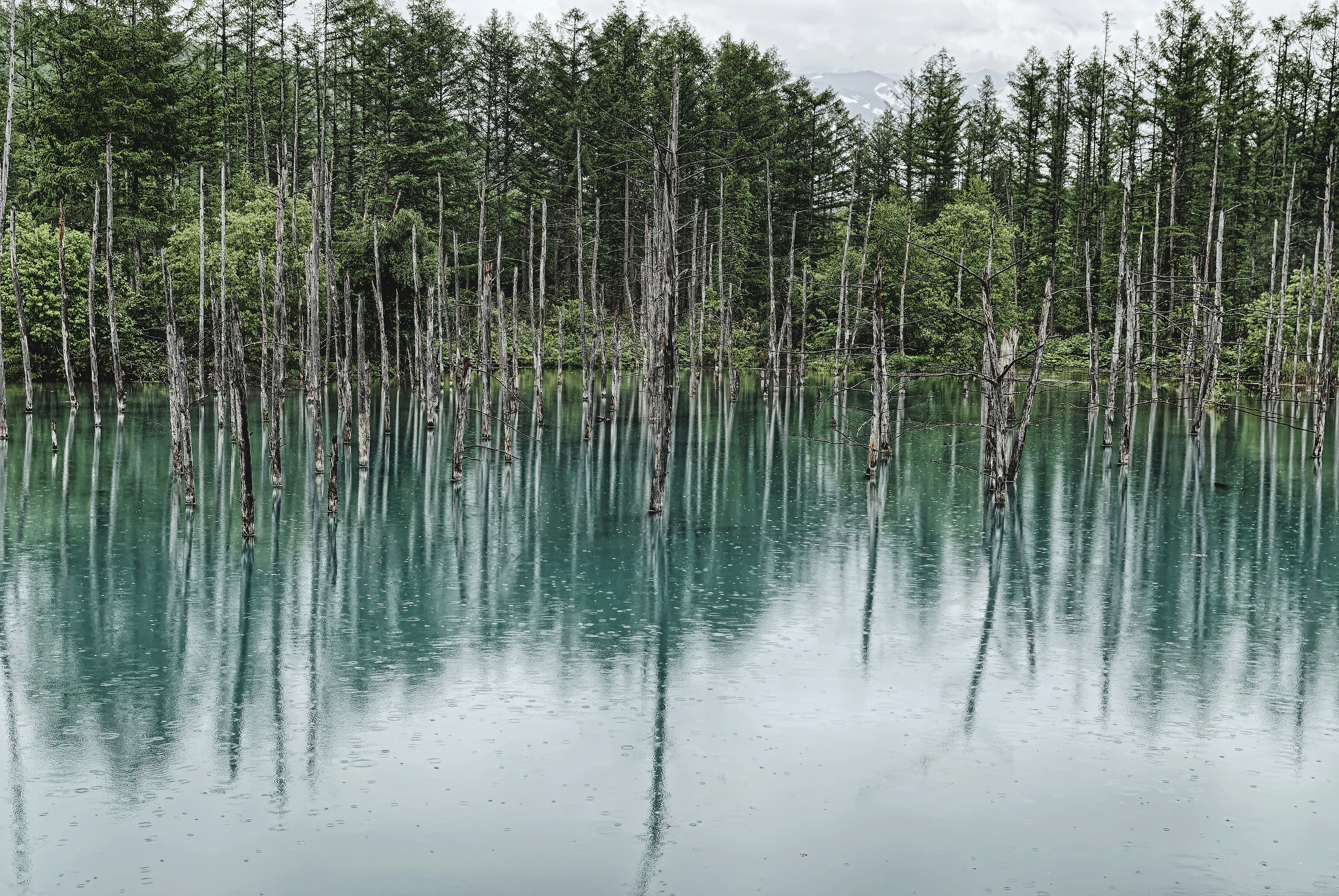 Serene lake reflecting skeletal trees amidst lush greenery, creating a tranquil atmosphere. The scene captures nature's stillness and beauty.