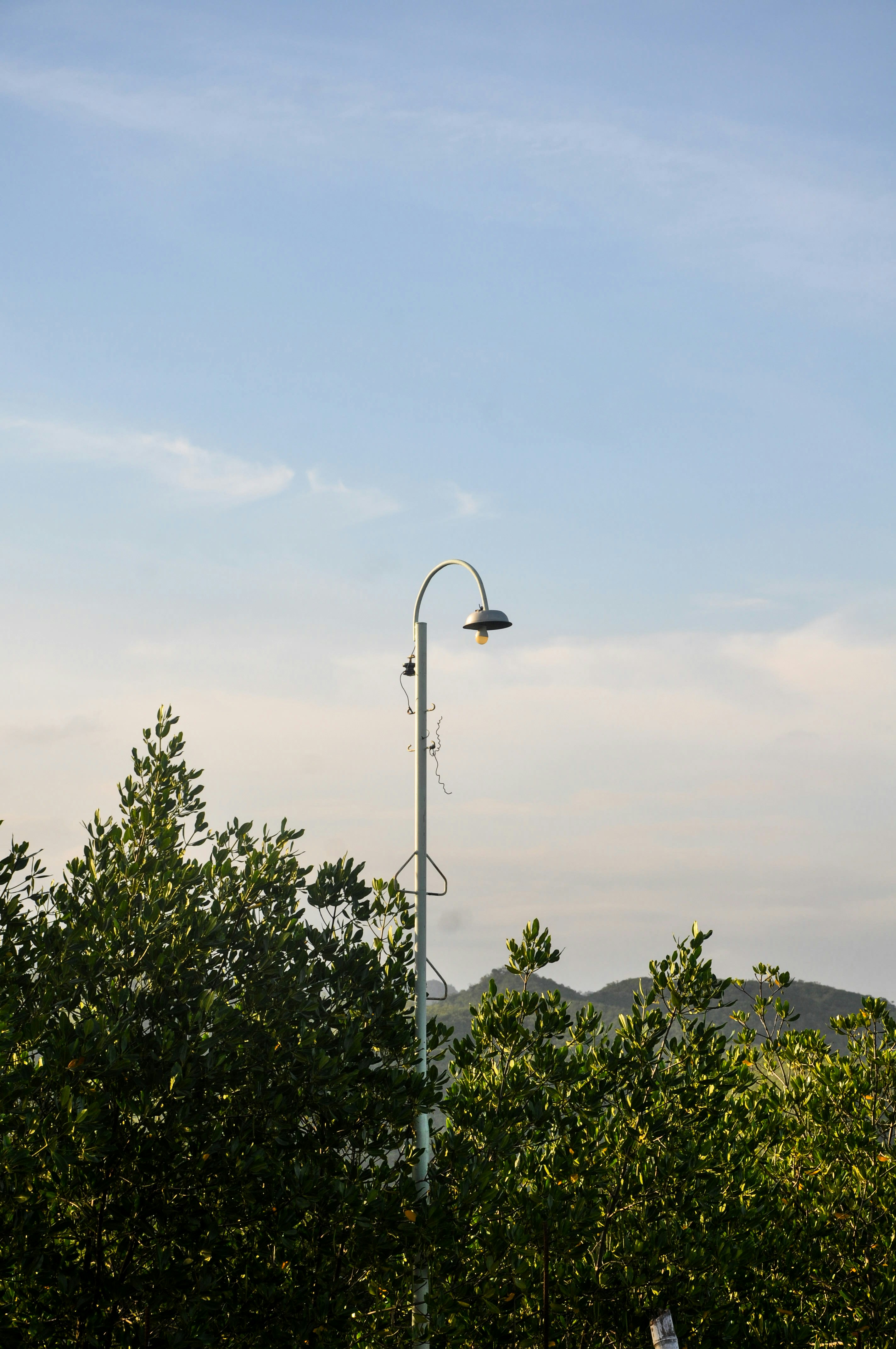 black street light near green trees during daytime