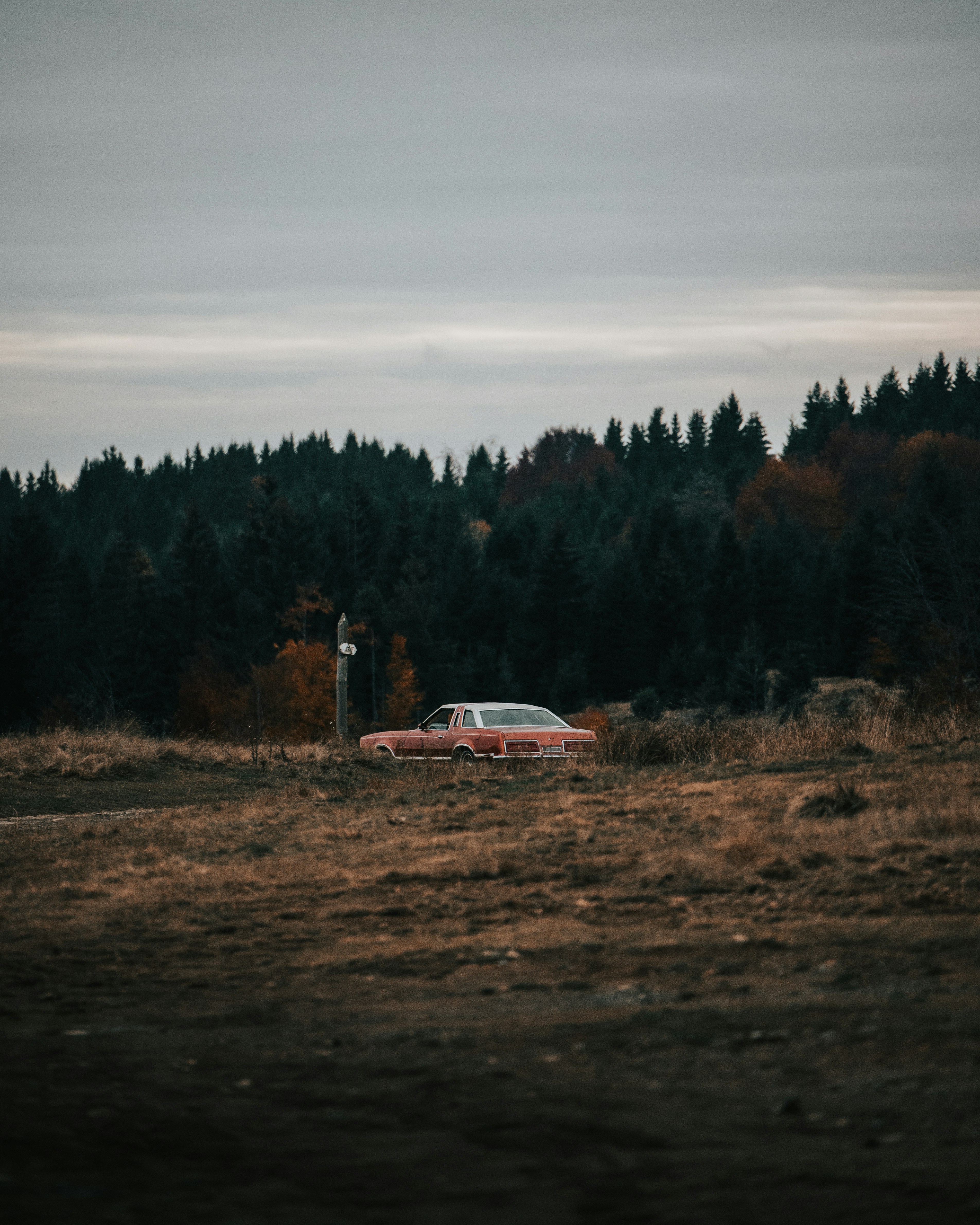 Pastel Classic on a Quiet Field Under Autumn Pines