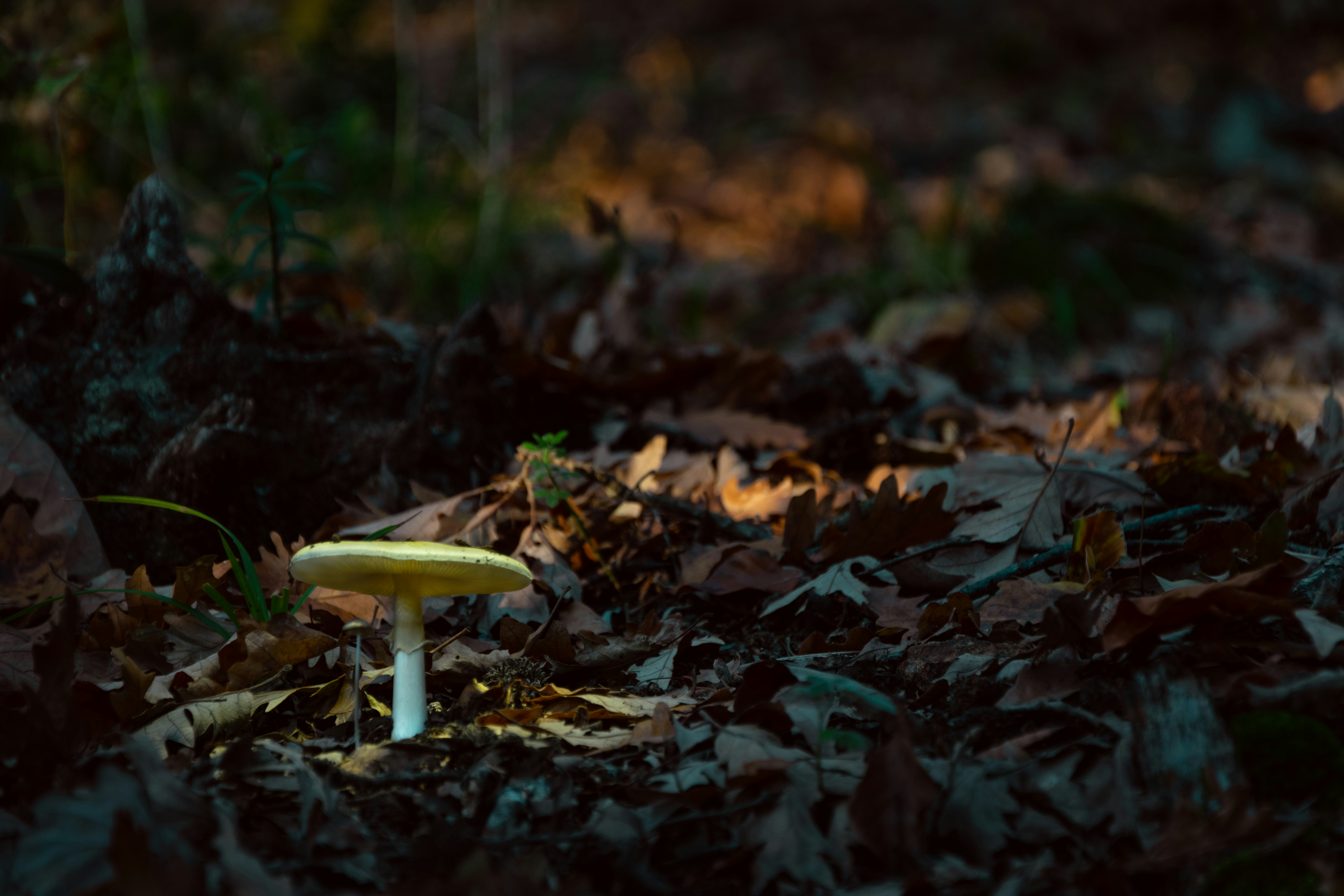 Lone Amber Cap Illuminates the Quiet Forest Floor