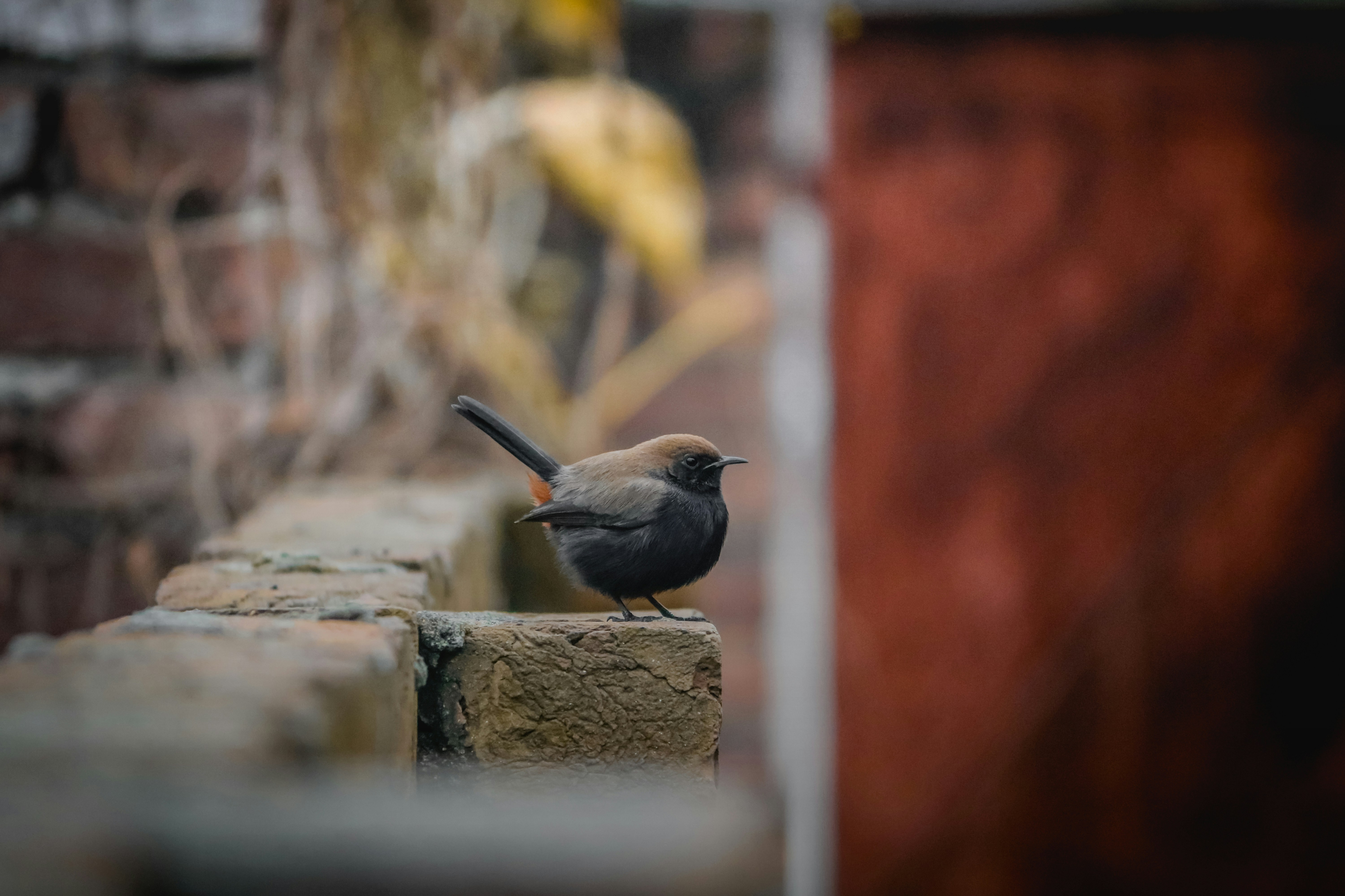 Tiny Sentinel on Weathered Brick: A Perched Songbird in Soft Focus