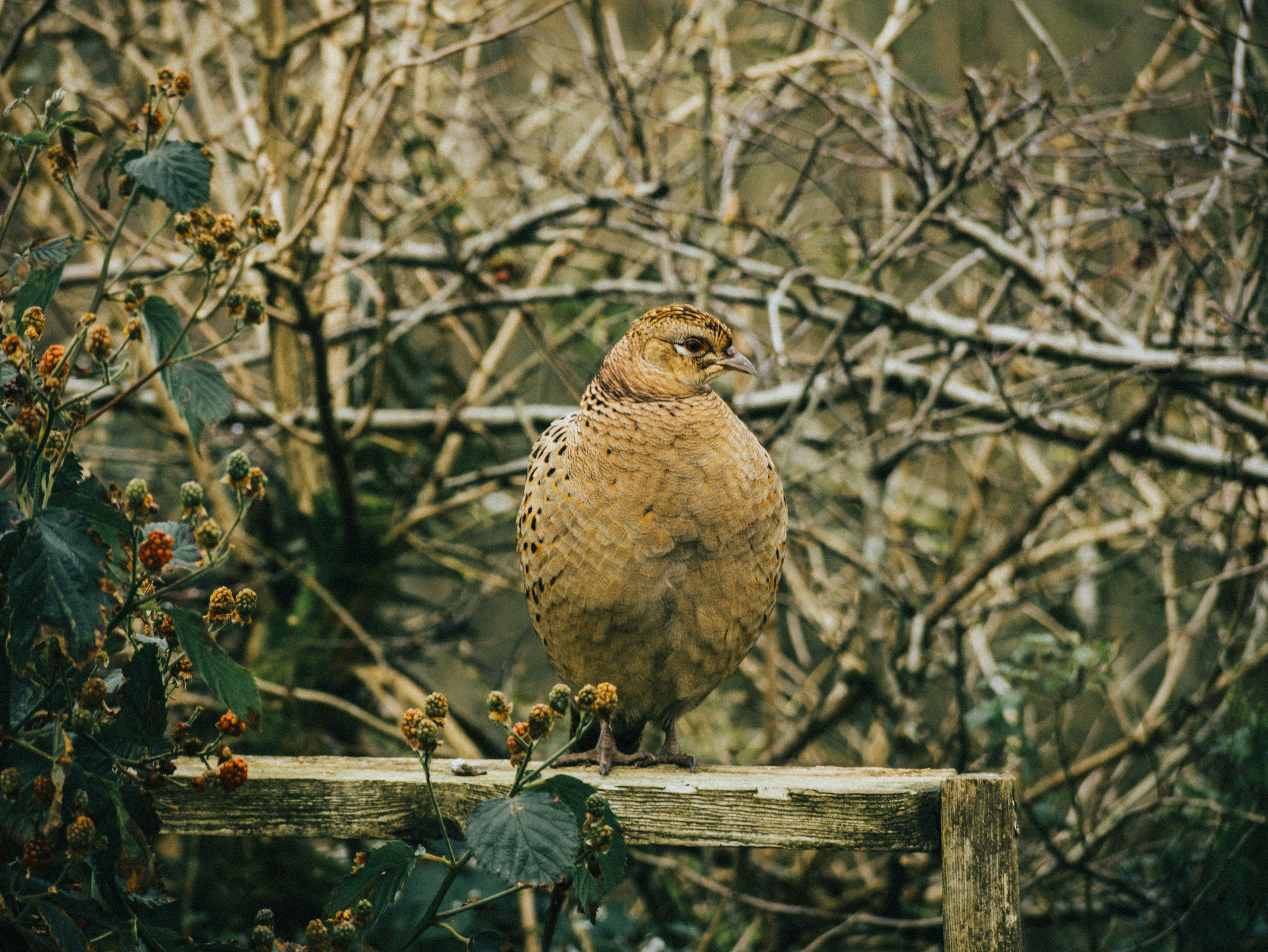 brown and white bird on brown wooden fence during daytime
