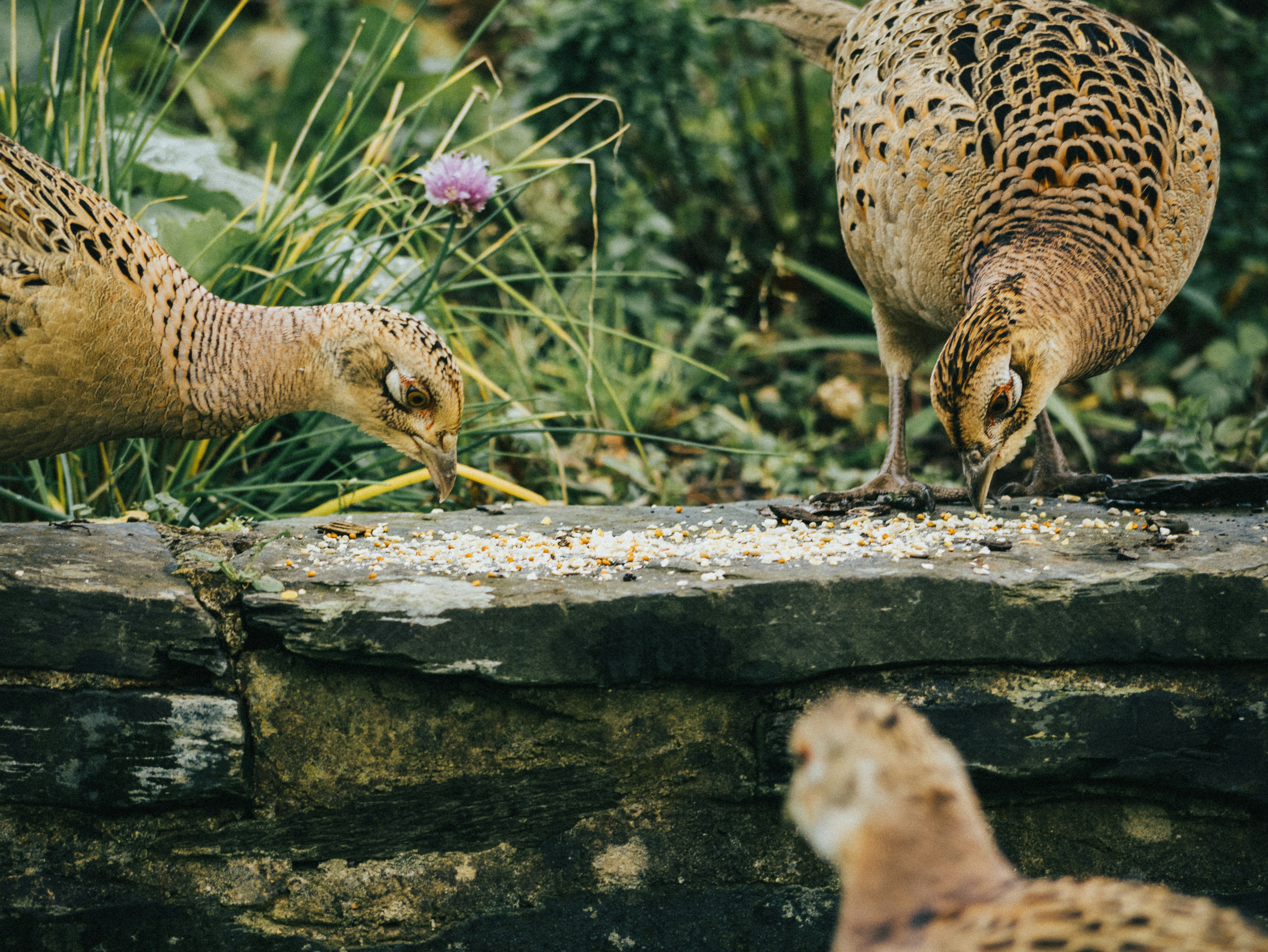 Stone-Ledge Forage: Two Pheasants in a Quiet Garden Border