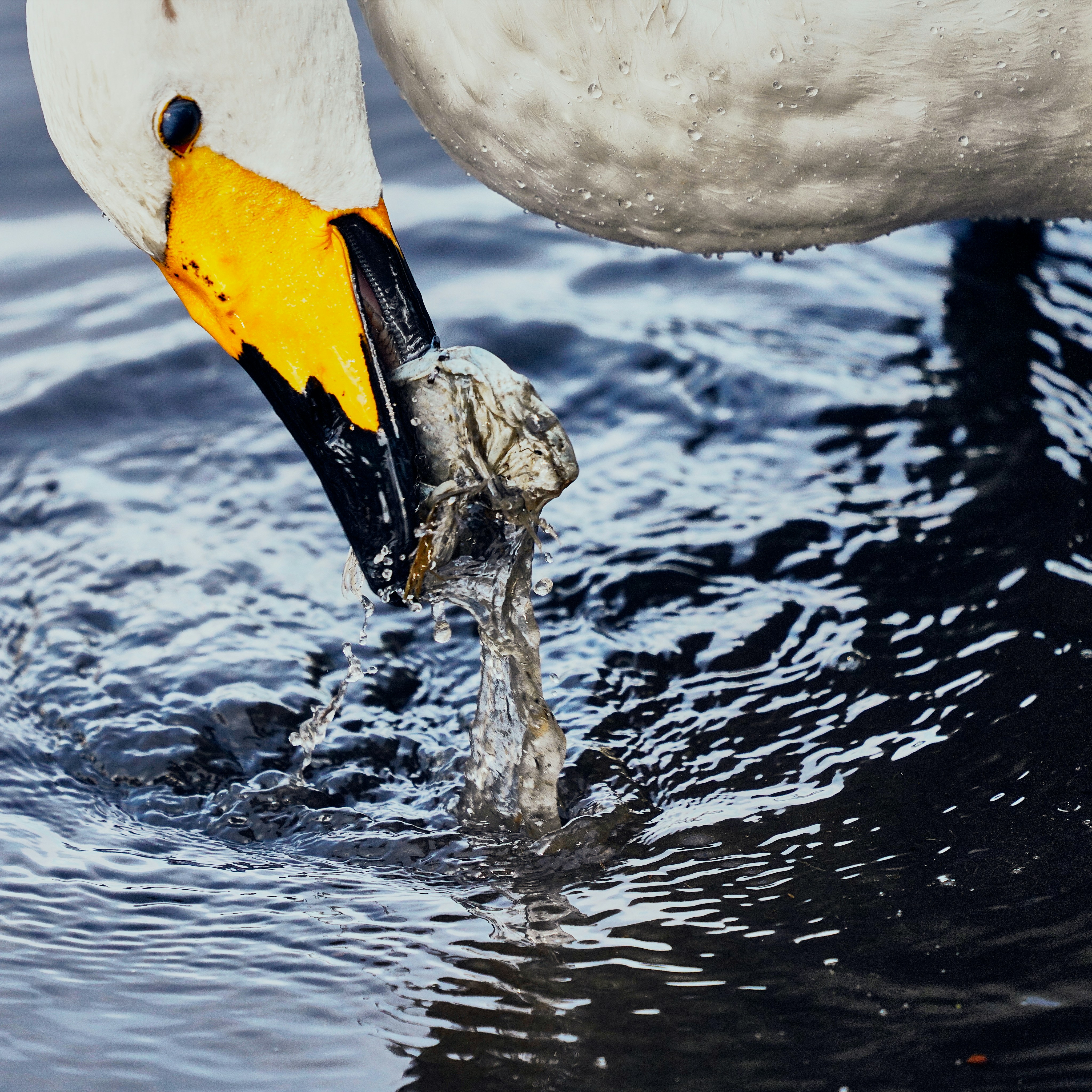 Beak at the Edge: a Swan Draws a Drink from Rippling Water