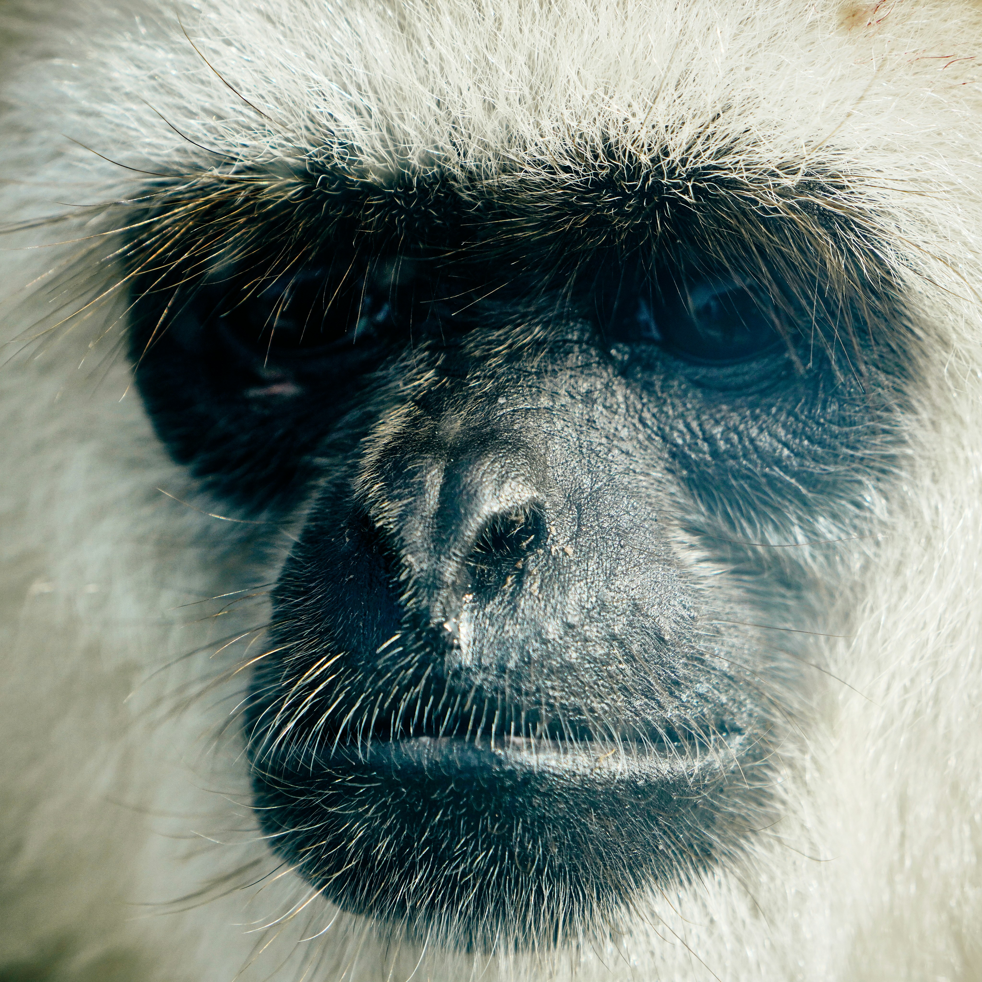 Close-Up of a Primate's Gaze: Character in Wooly Detail