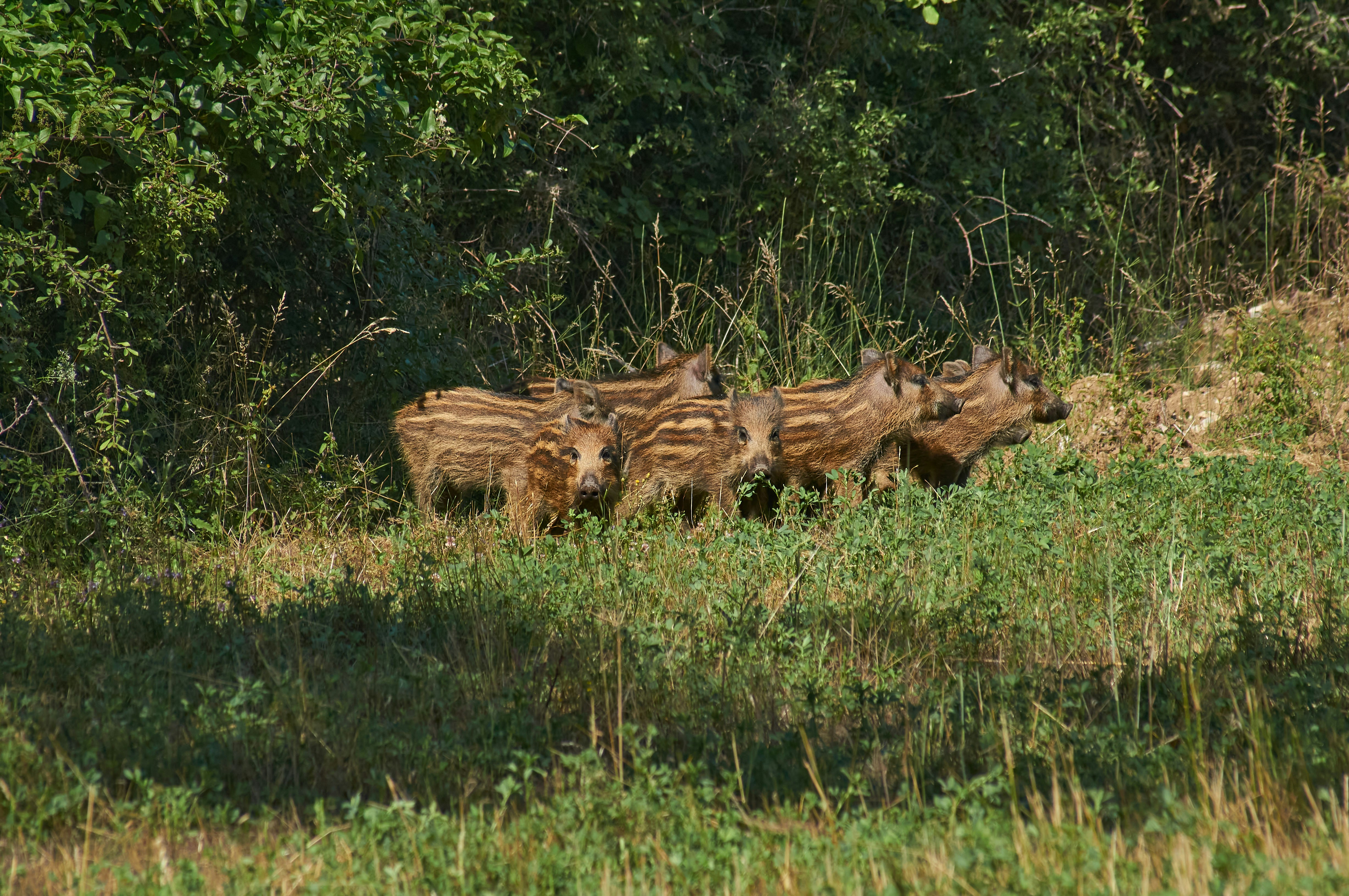 Group of wild boars foraging together in a lush green meadow under dappled sunlight.