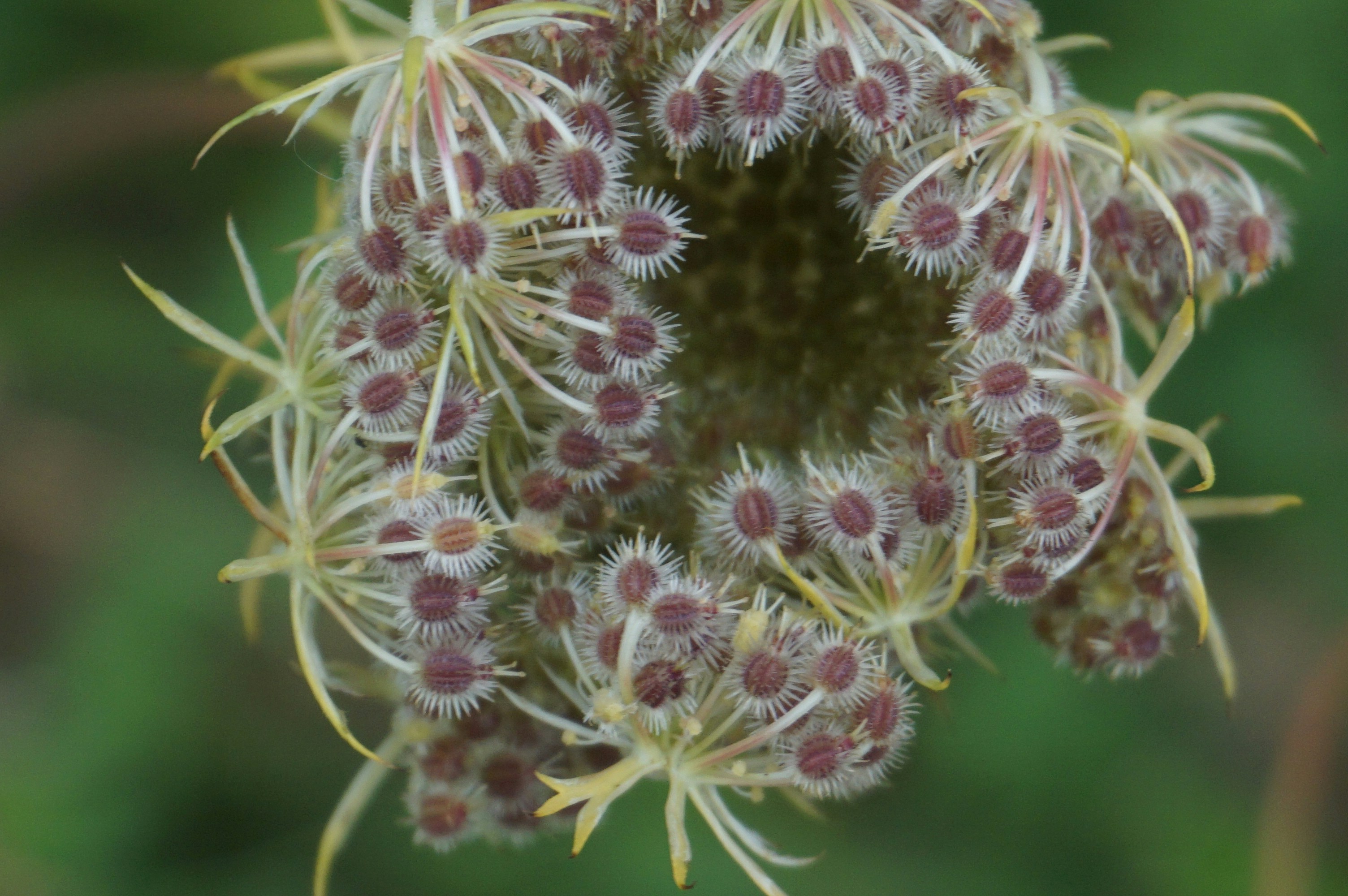 white dandelion in close up photography