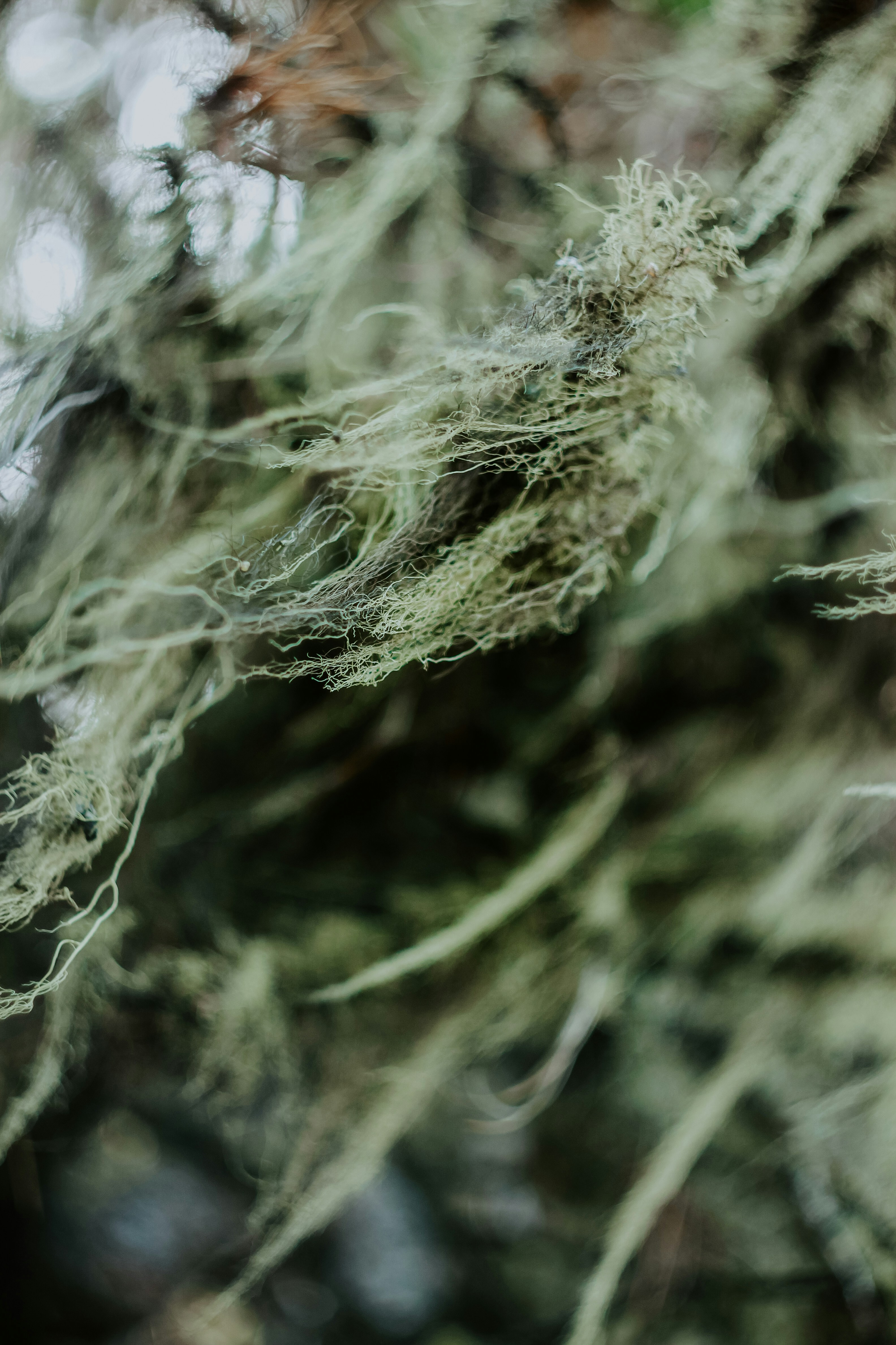 Lichen Lace in Shadow: Close-Up of Frayed Green Fibers