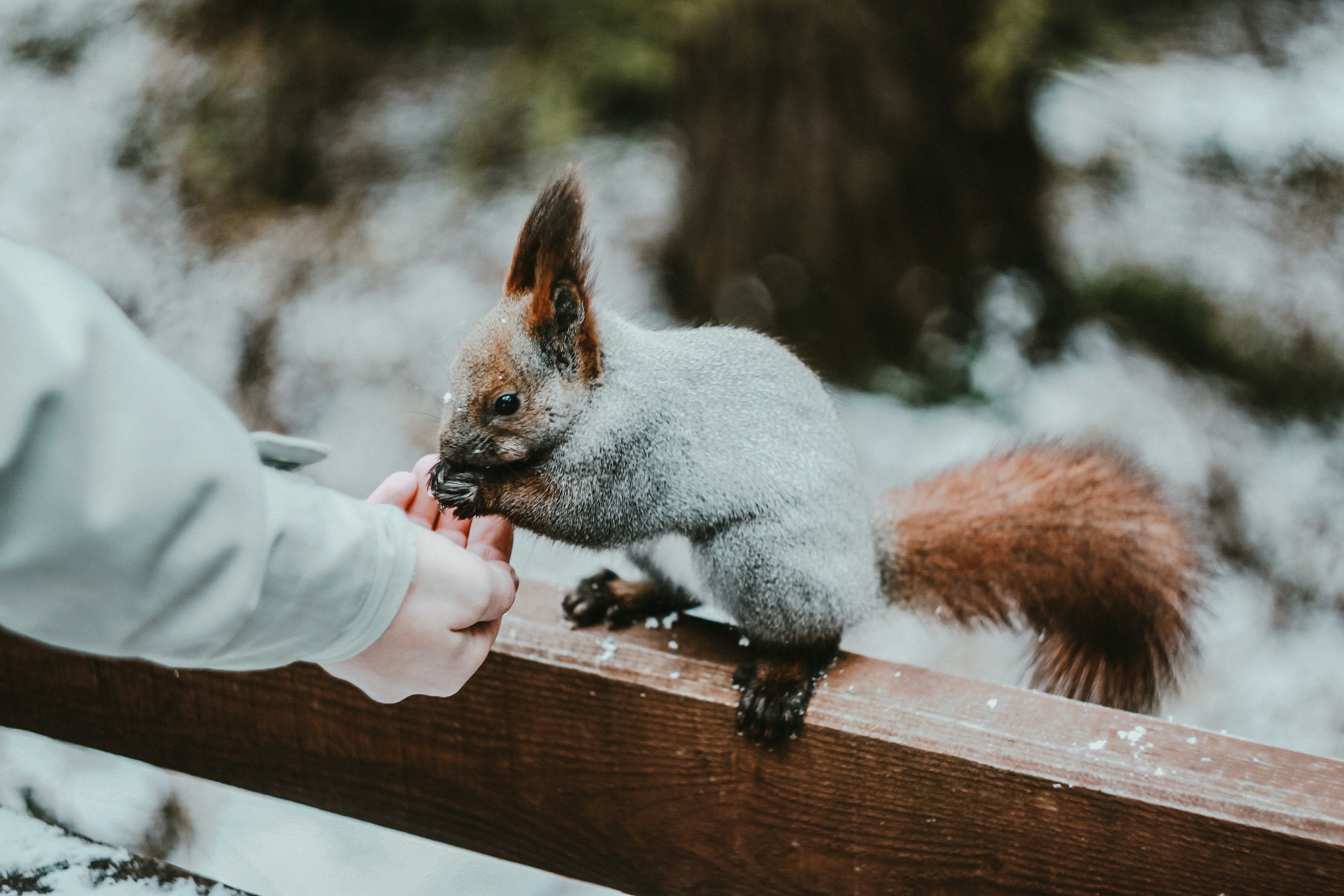 Forest Animals Pictures | Download Free Images on Unsplash